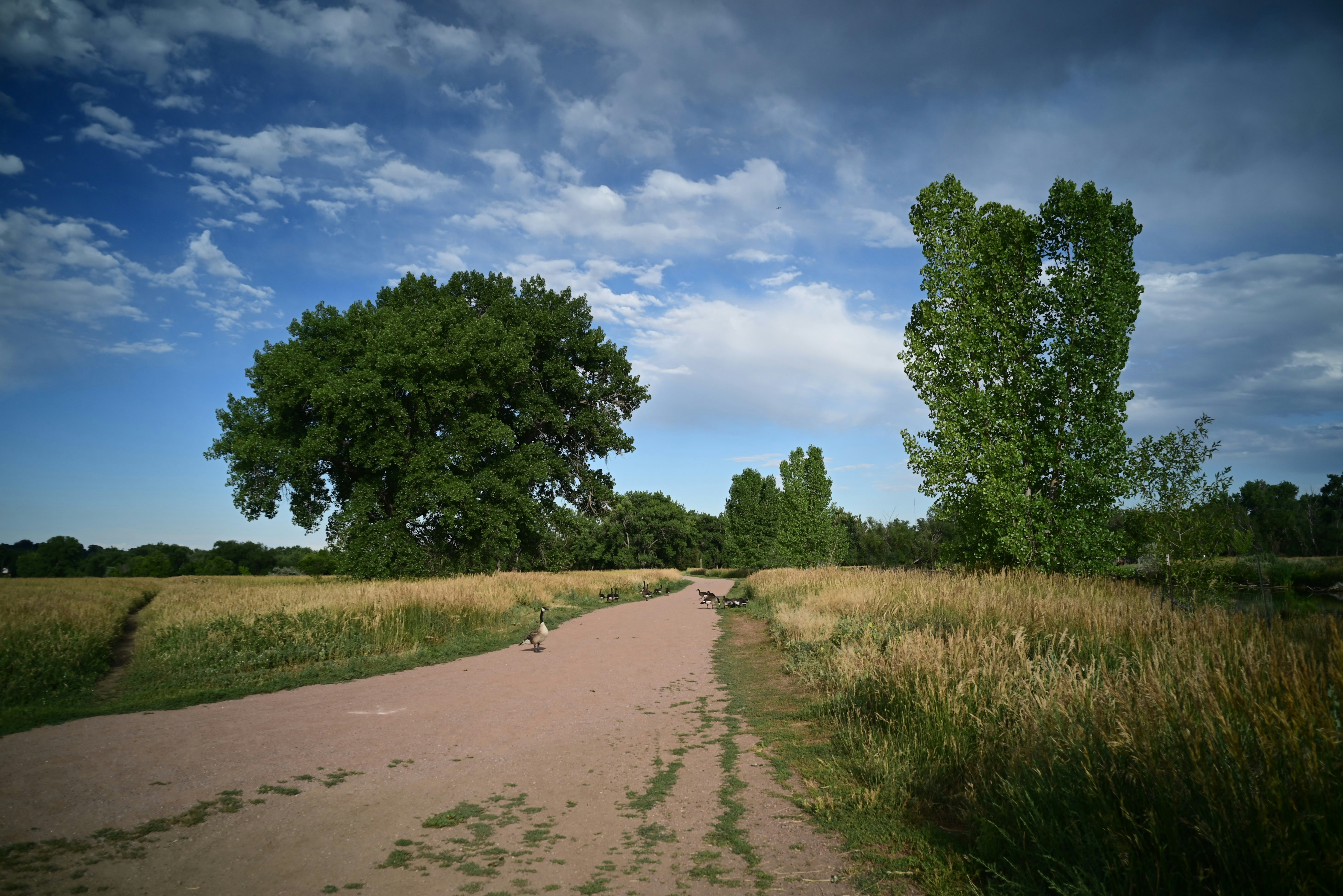 Pathway Through Nature's Embrace