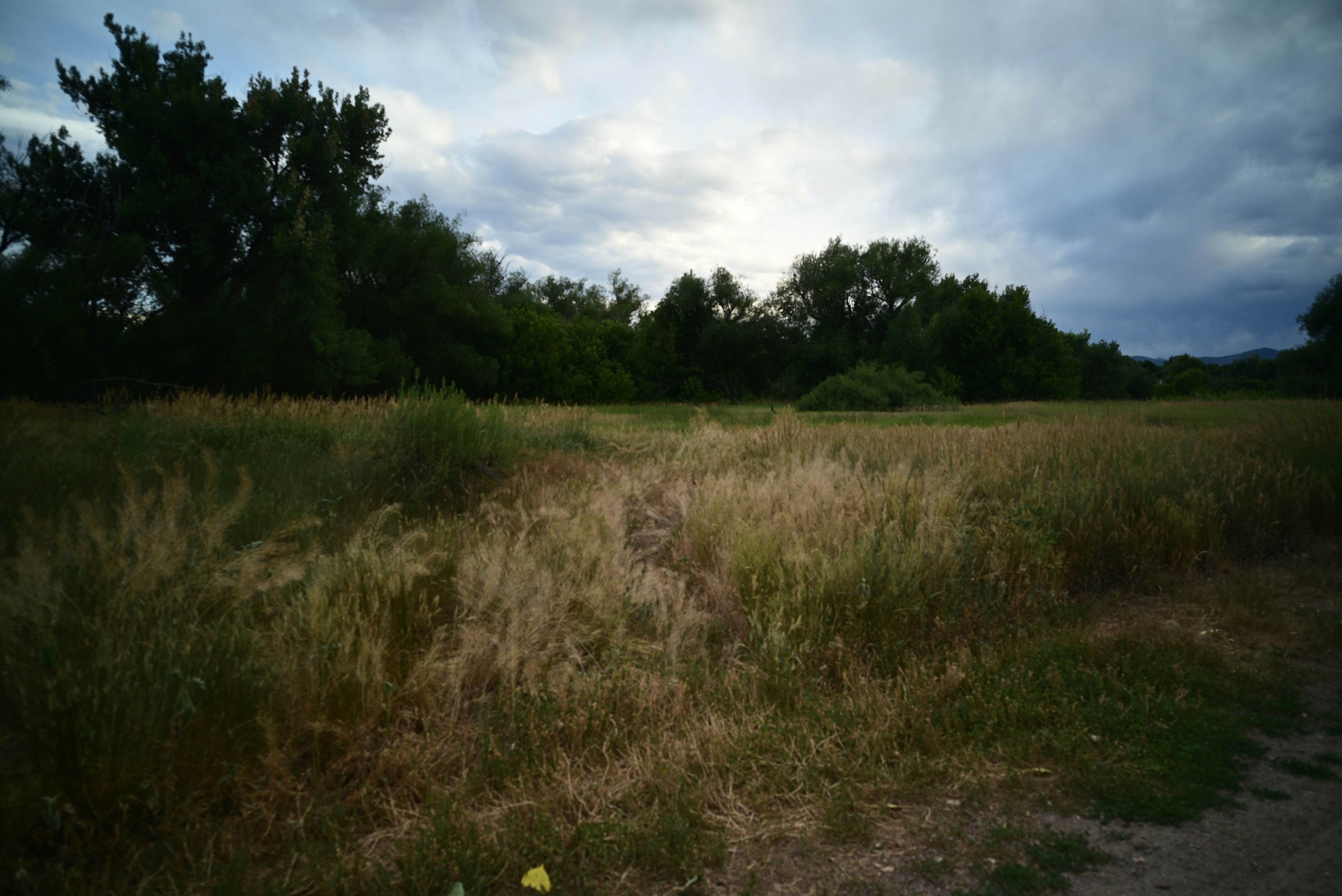 Whispers of the Wild: A Serene Meadow at Dusk