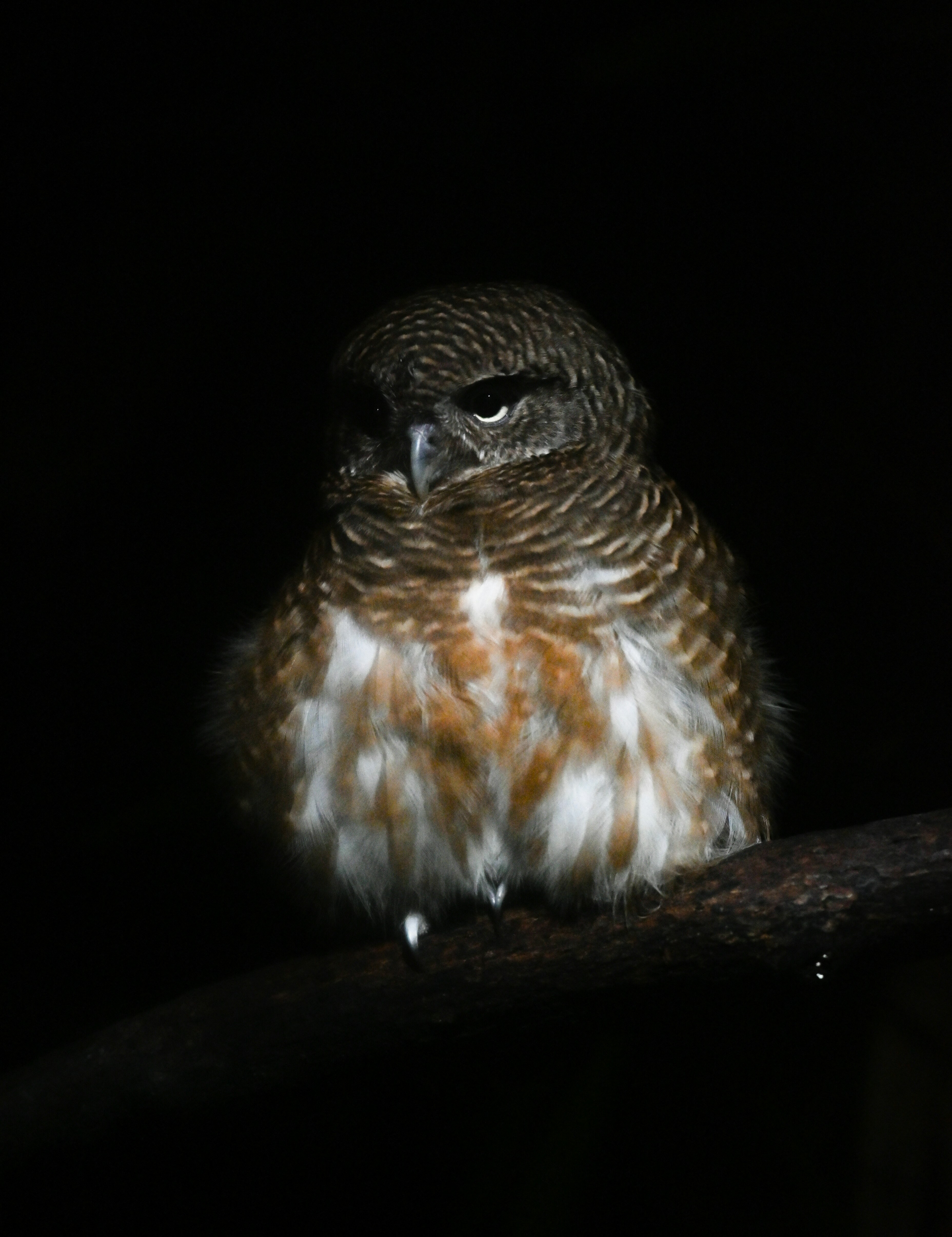 An owl perched on a branch in darkness.