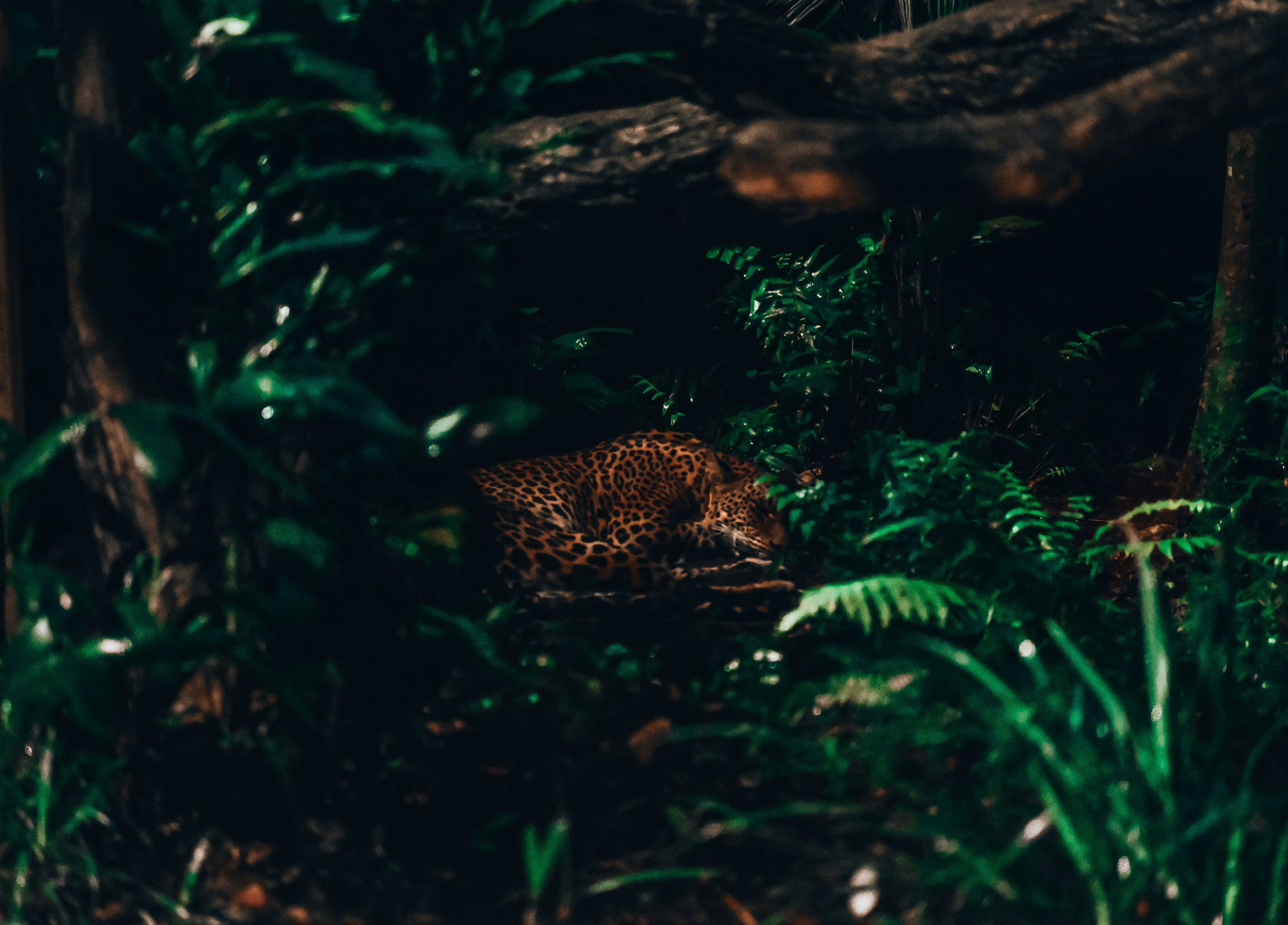 Photo by Marshall Ma with Nikon Z30