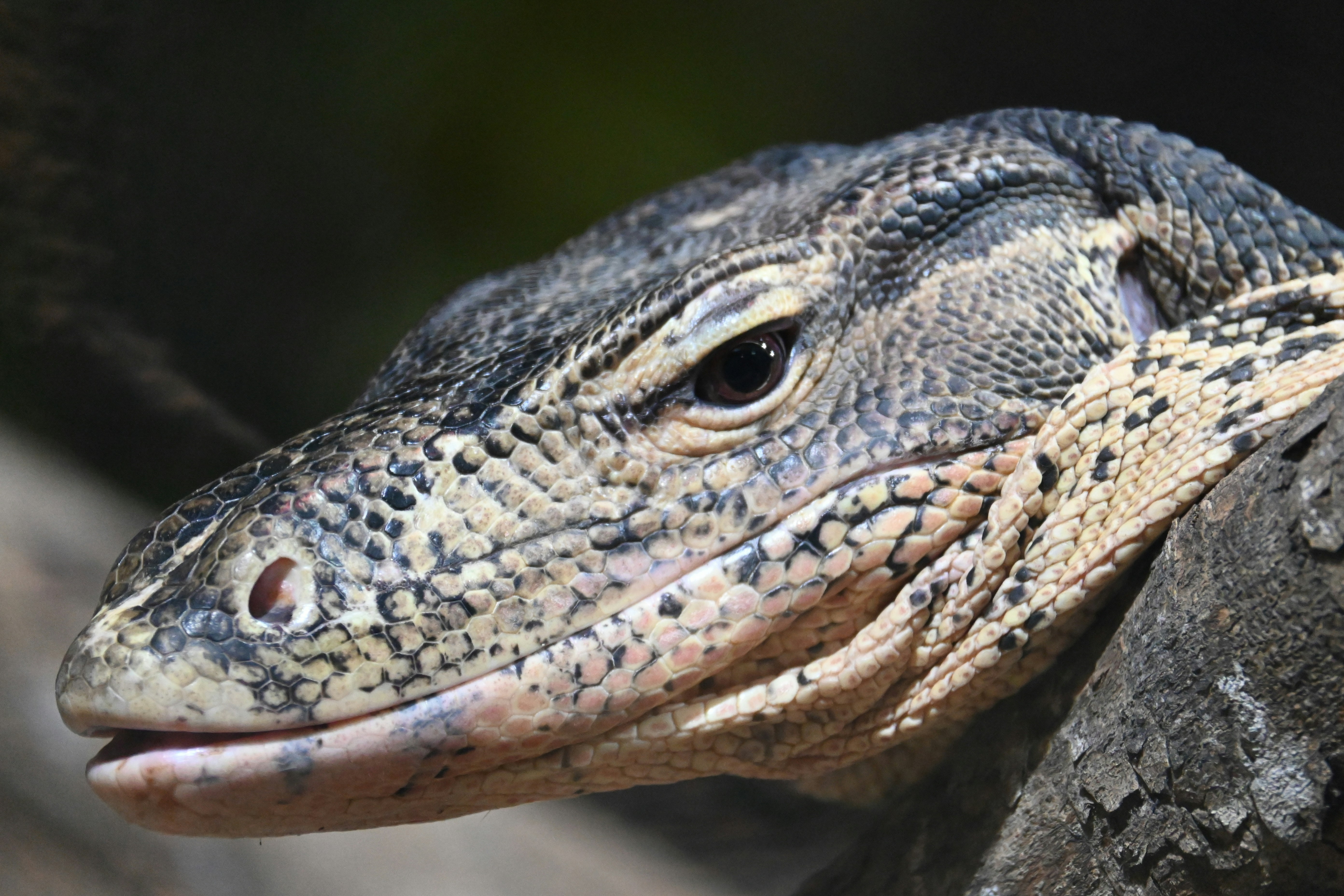A close-up of a monitor lizard's head.