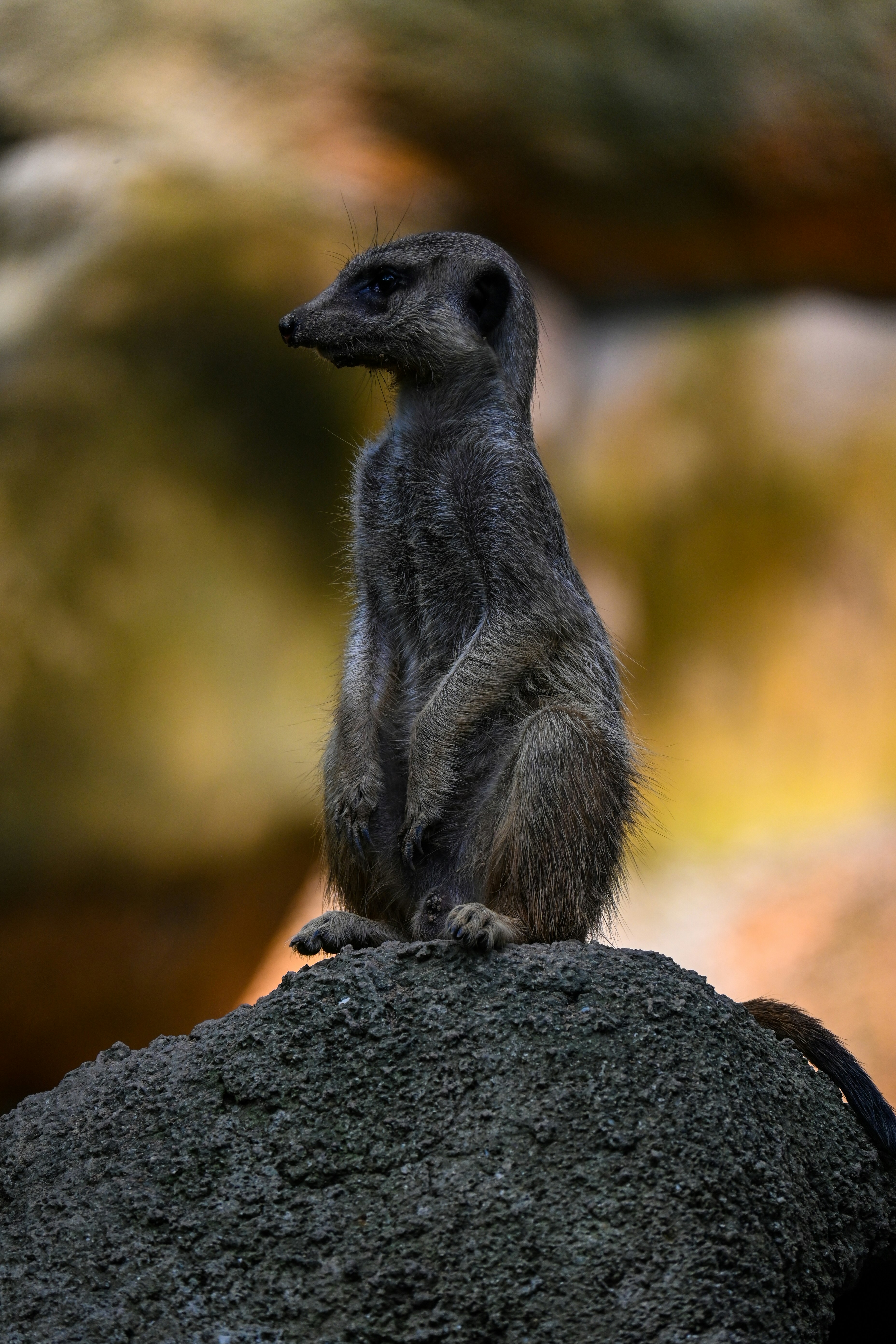 A meerkat stands alert on a rocky surface.