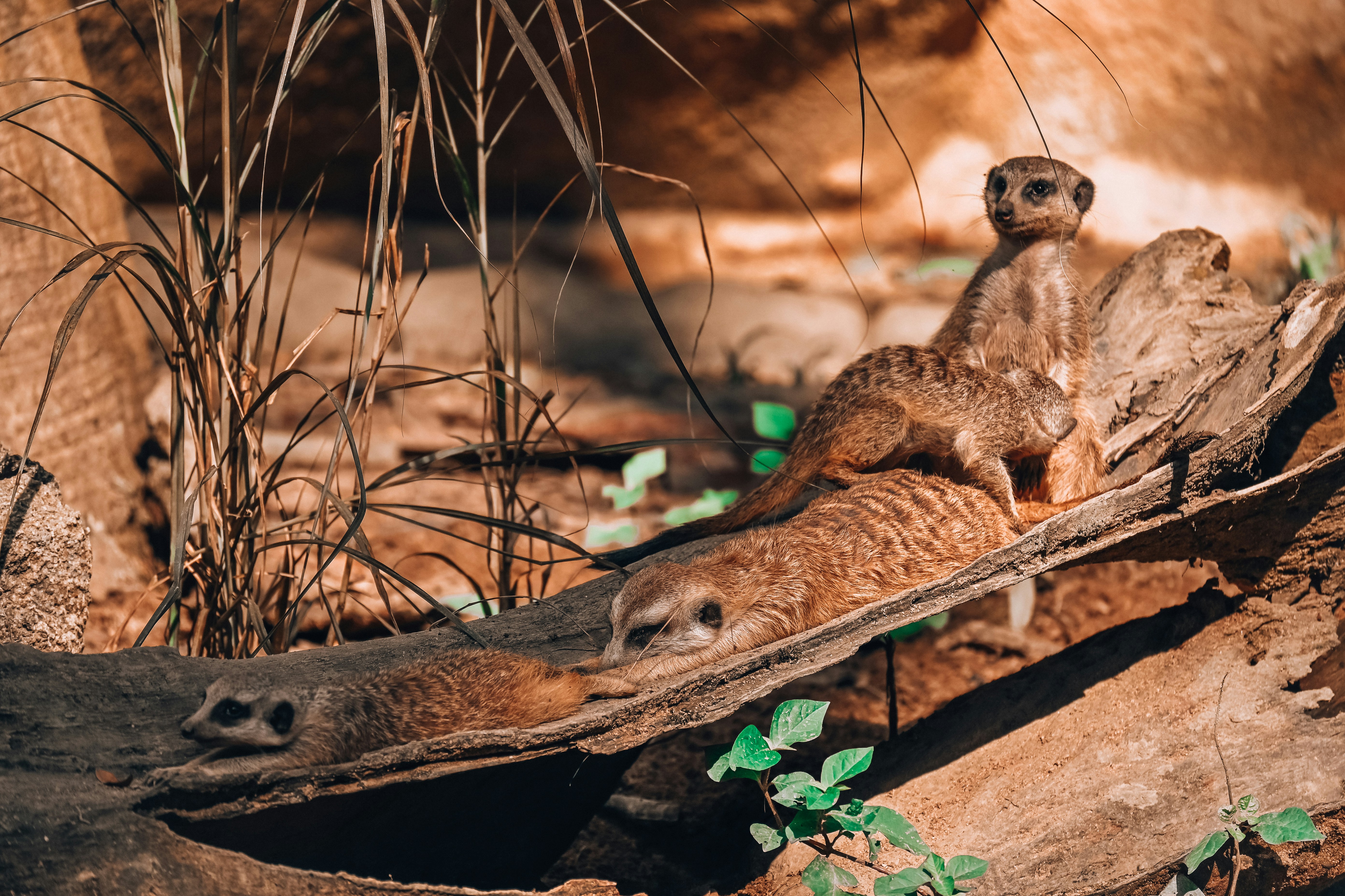 Three meerkats lounging on a log in a sunlit environment, surrounded by greenery and natural textures.