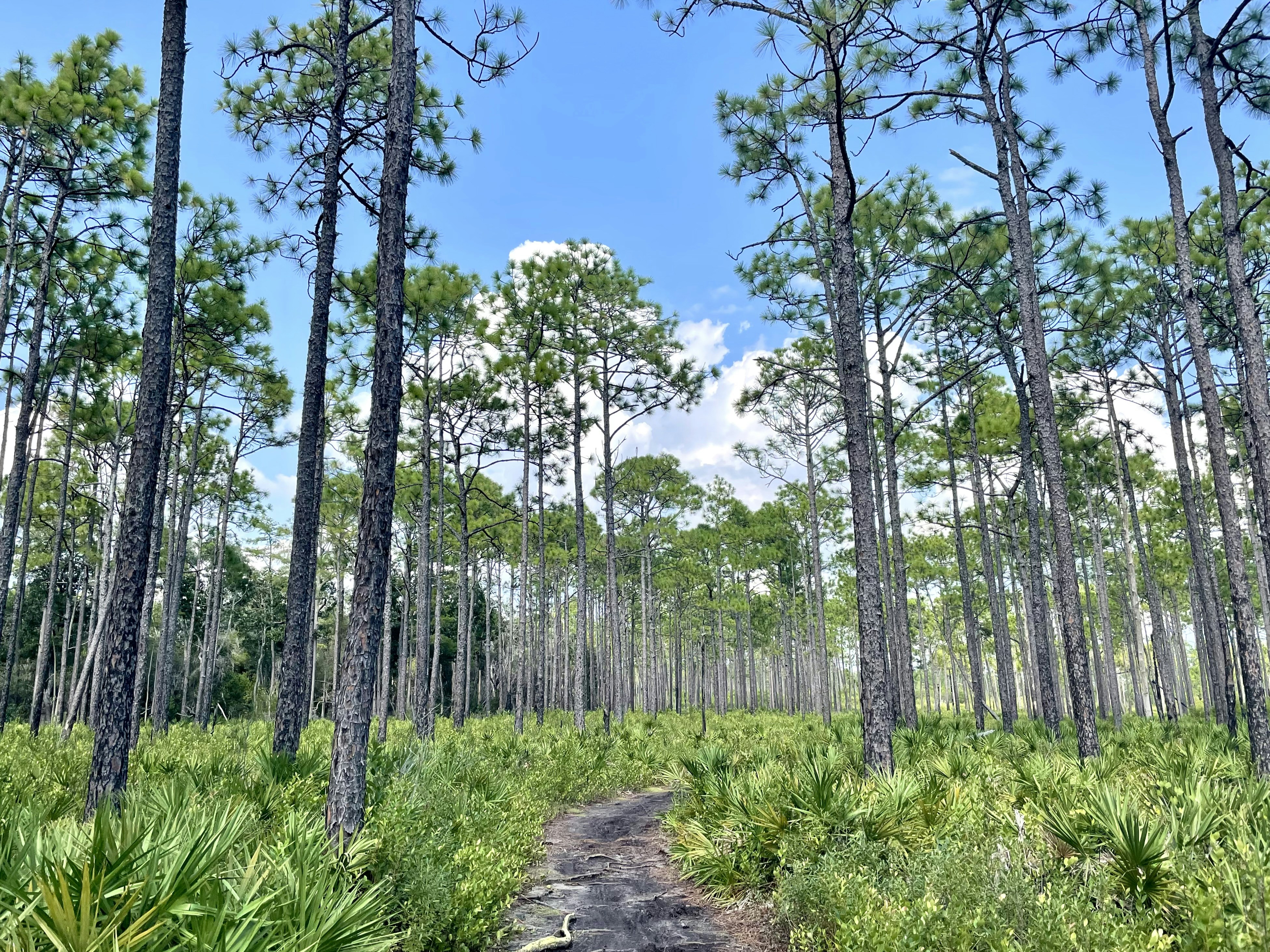 A forest path leads through tall pine trees.