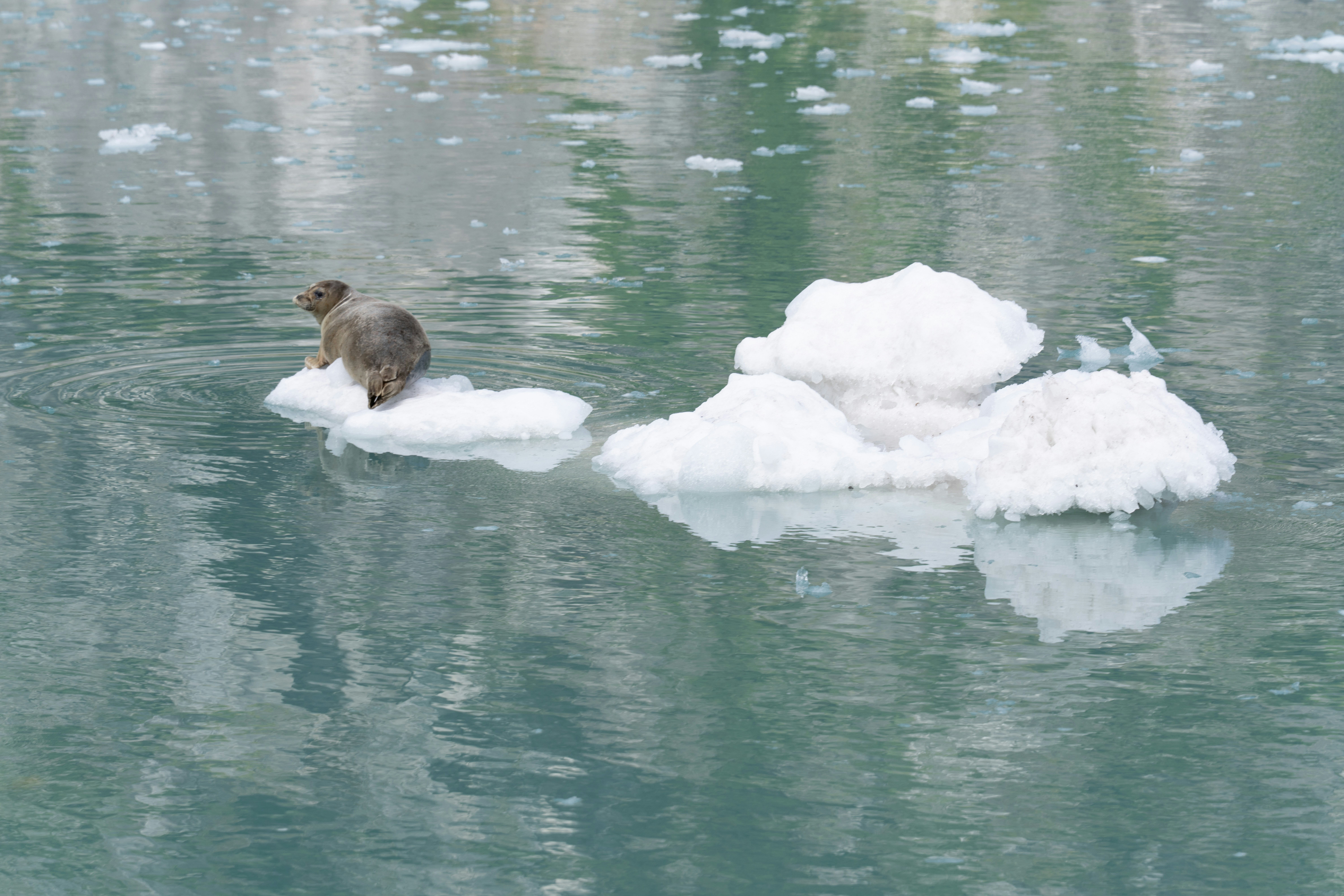 Lone Rodent on a Turquoise Ice Floe