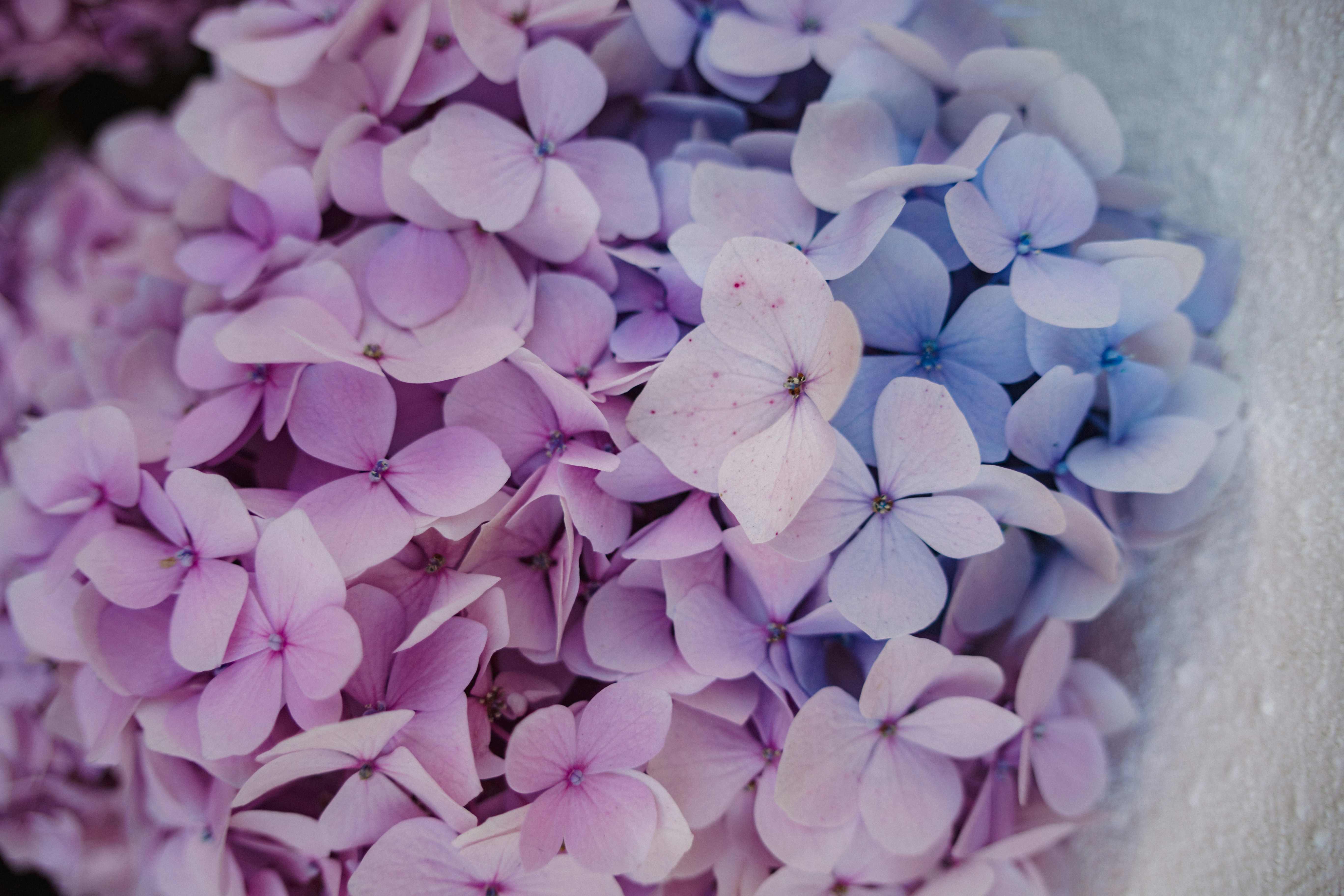 Beautiful hydrangea flowers in shades of purple and blue.