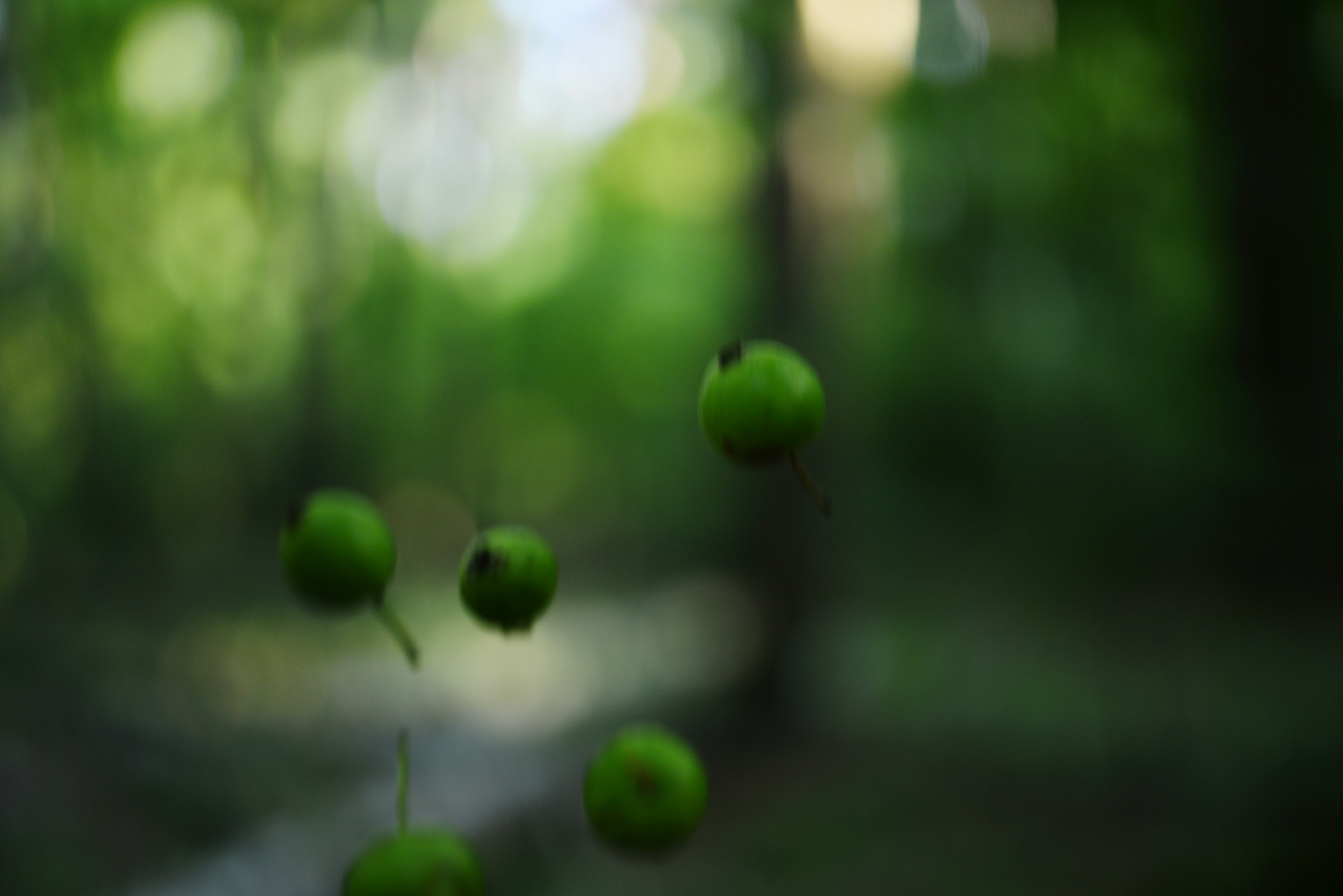 A cluster of small green fruits suspended in mid-air, surrounded by a softly blurred forest backdrop. The scene evokes a sense of tranquility and connection to nature.