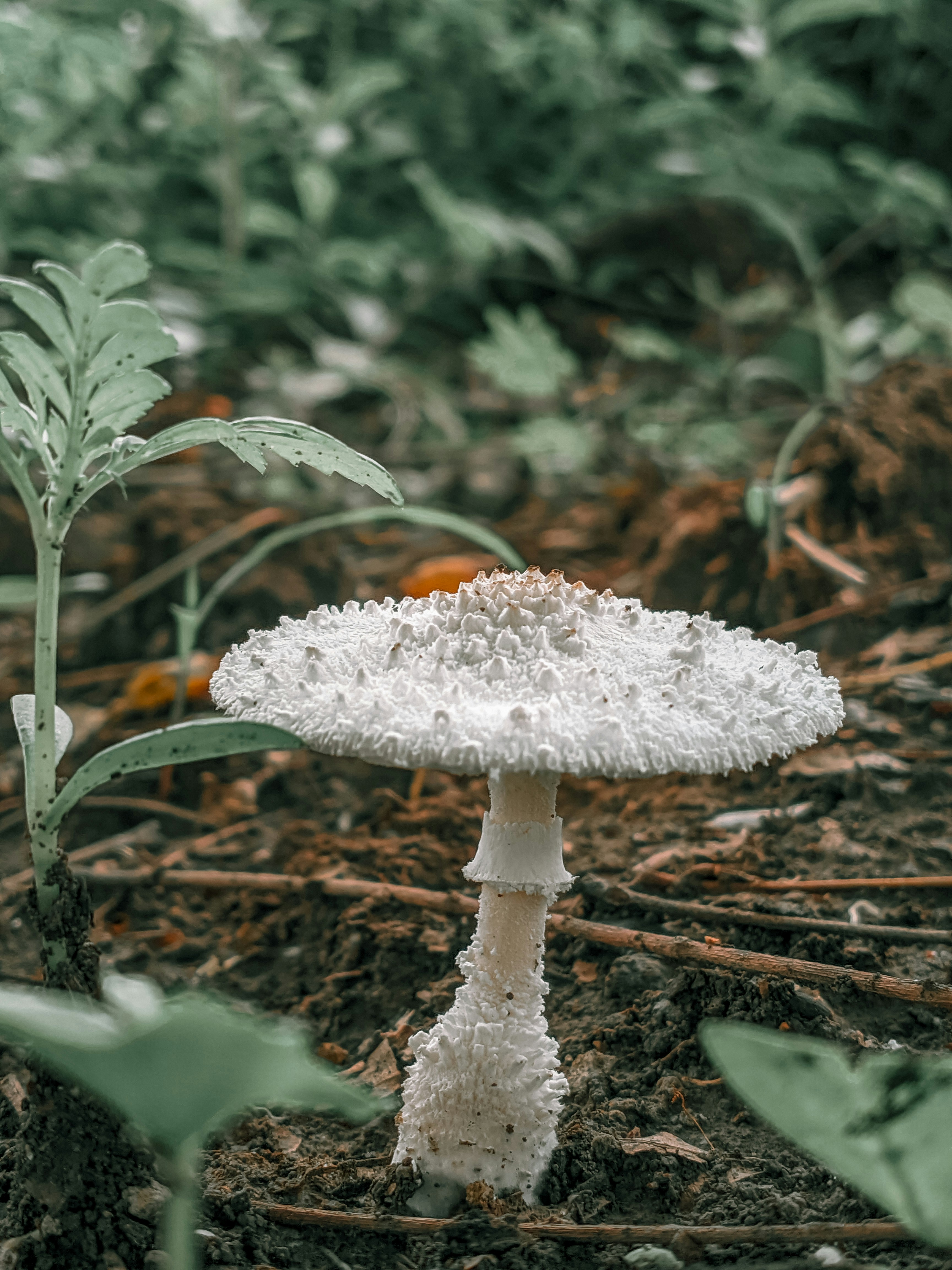 A close-up shot of a wild mushroom growing on the forest floor, captured in soft, natural light. The delicate gills and earthy textures highlight the quiet beauty of fungi in their natural habitat. Perfect for themes of nature, growth, and organic textures. | A white mushroom is growing in the garden.