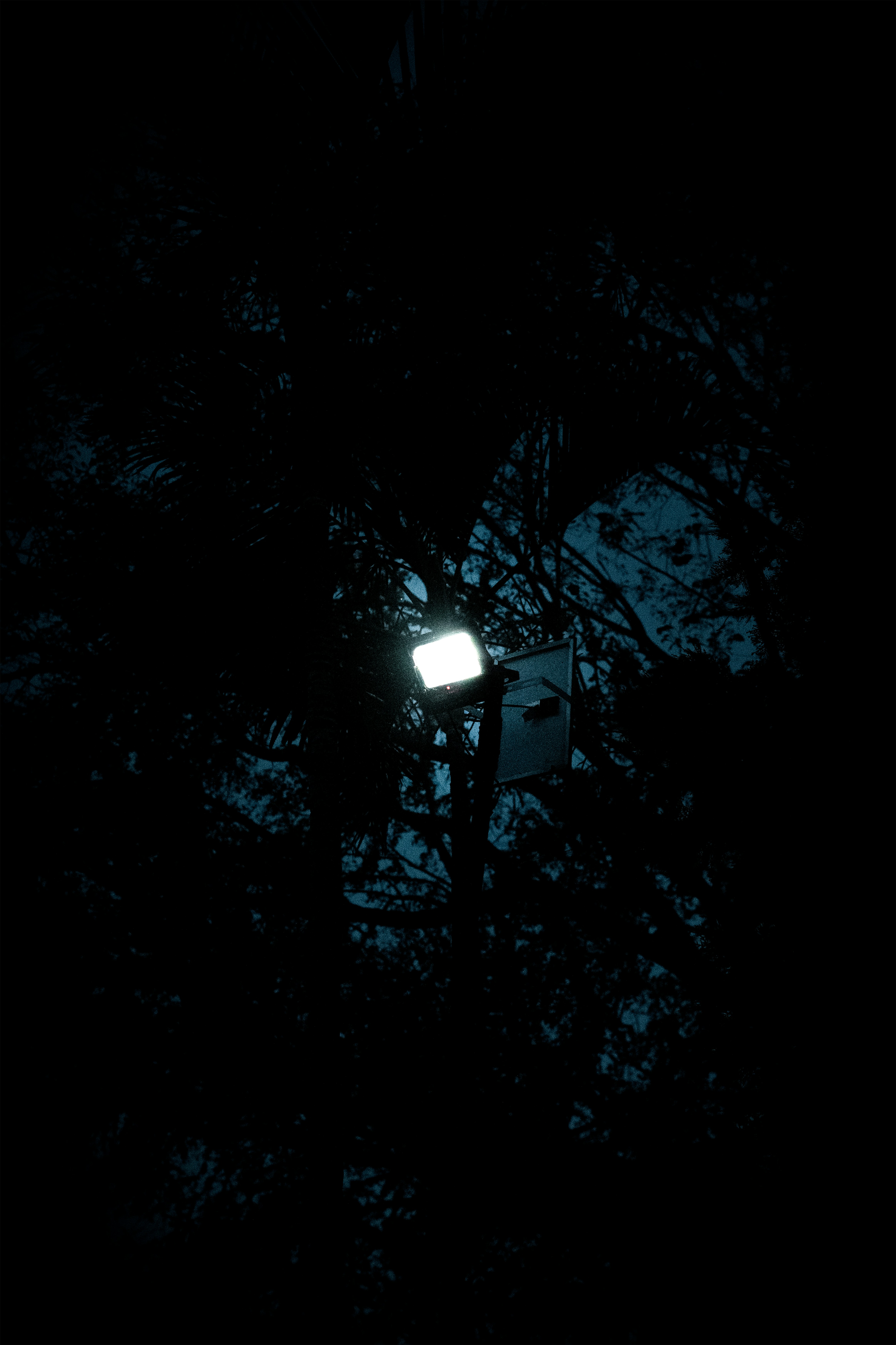 A lone streetlight glows through dense trees in the quiet night. A moody, cinematic scene that evokes mystery, solitude, and the calm of nature after dark. | A bright light illuminates through the branches.