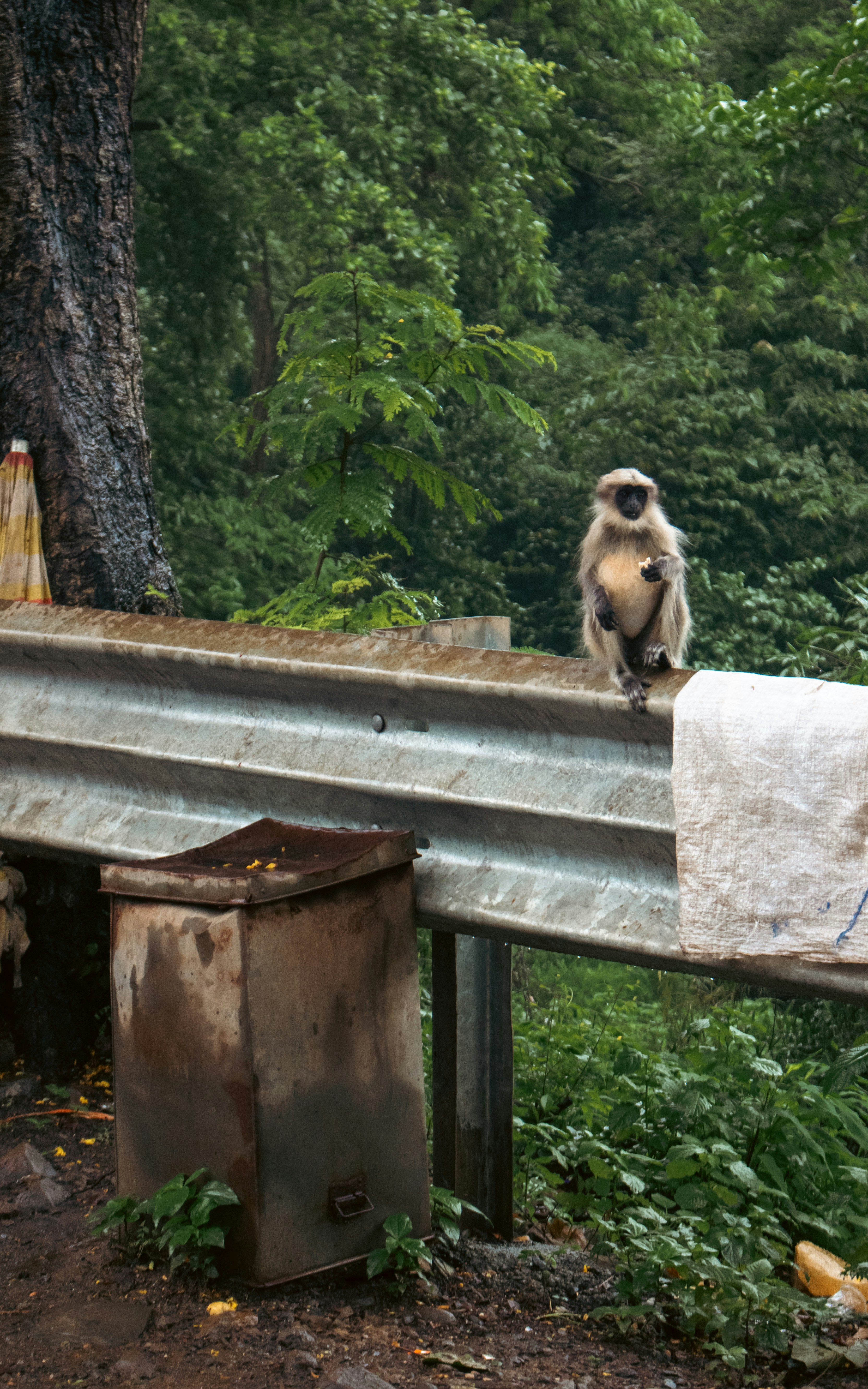 Guardrail Sentinel: A lone langur perched above the forested verge