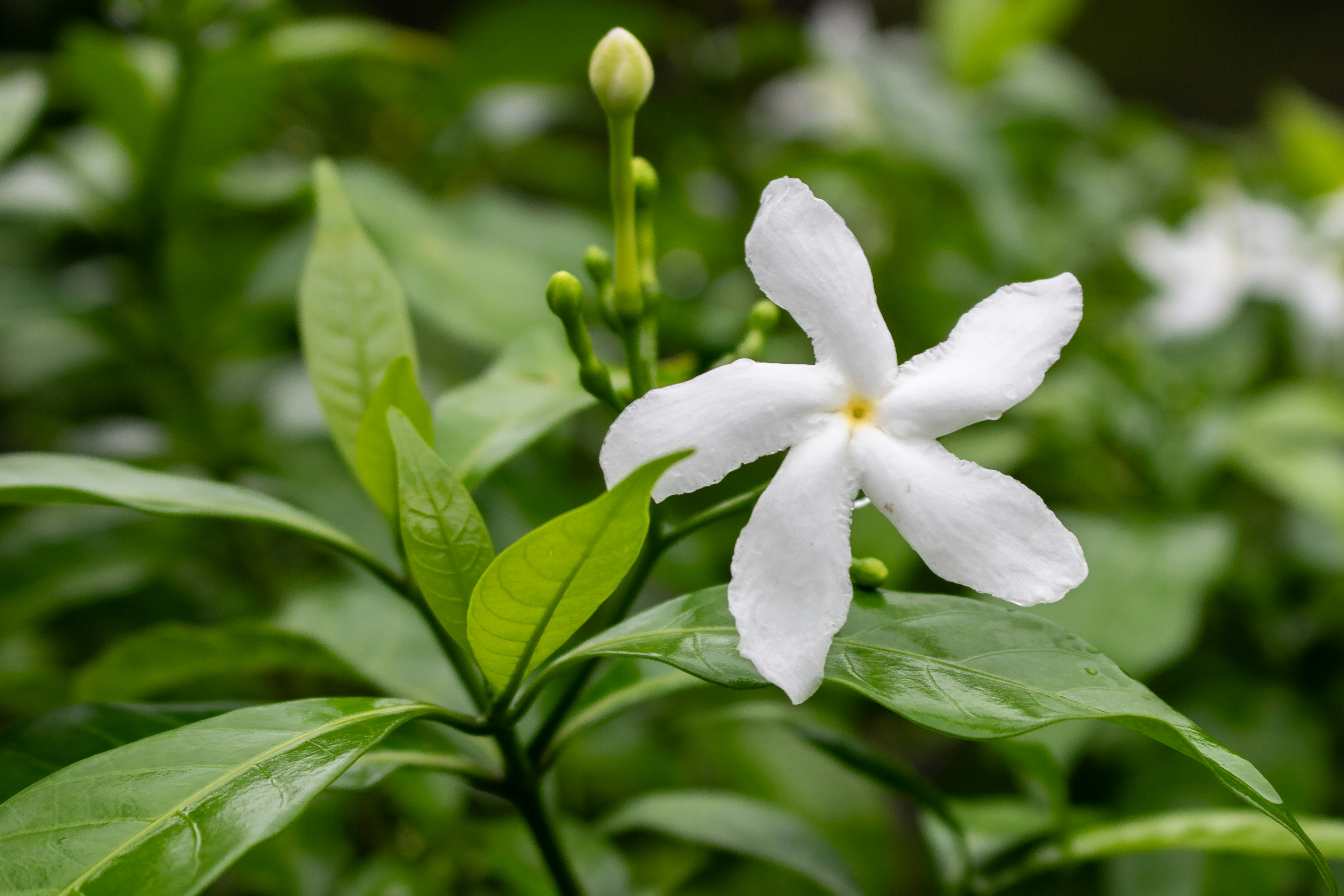 Delicate white jasmine flower nestled among vibrant green leaves, showcasing nature's intricate beauty.