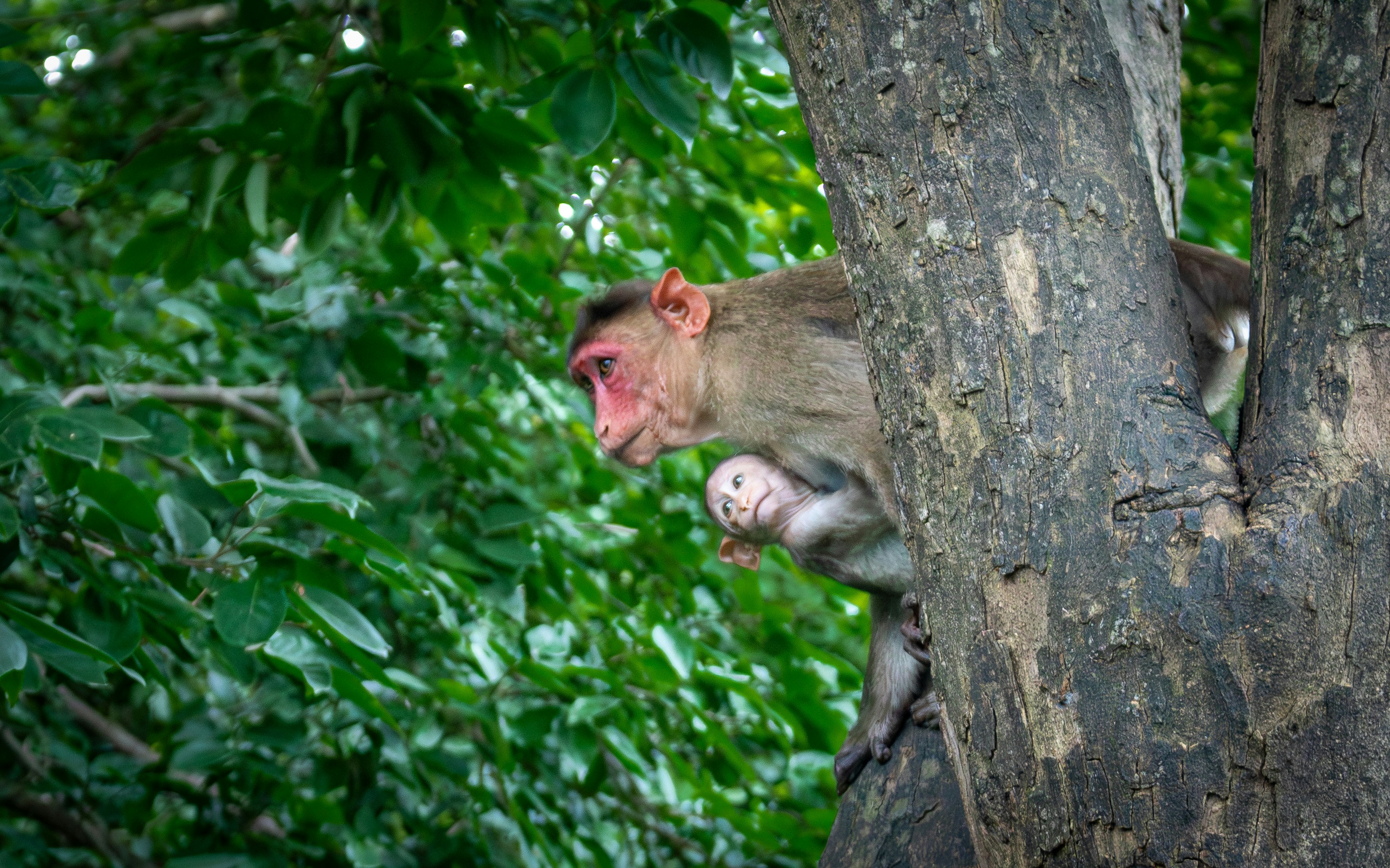 Red-faced macaque and infant cling to a mossy trunk beneath a dense green canopy