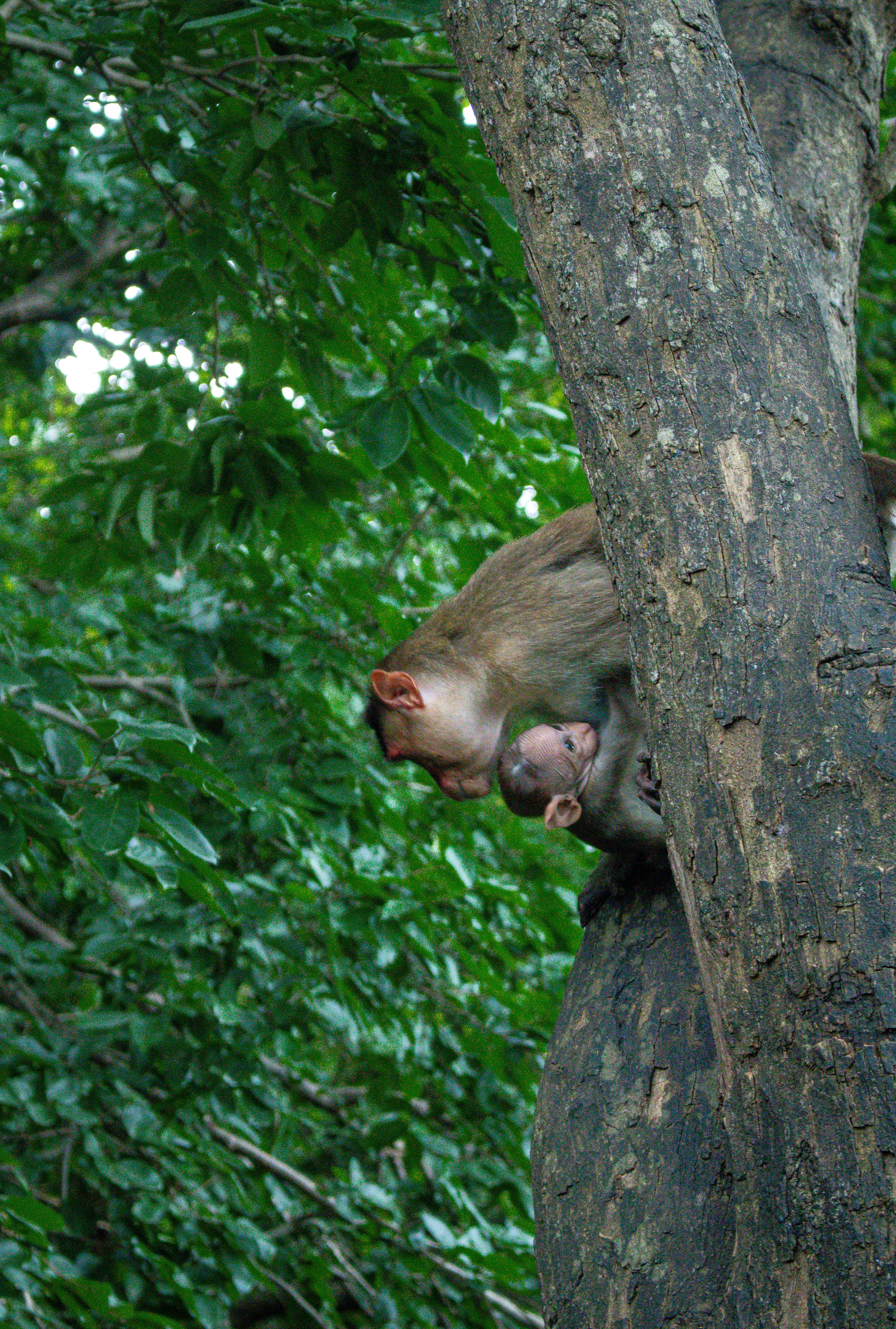 Tender Moments in the Canopy
