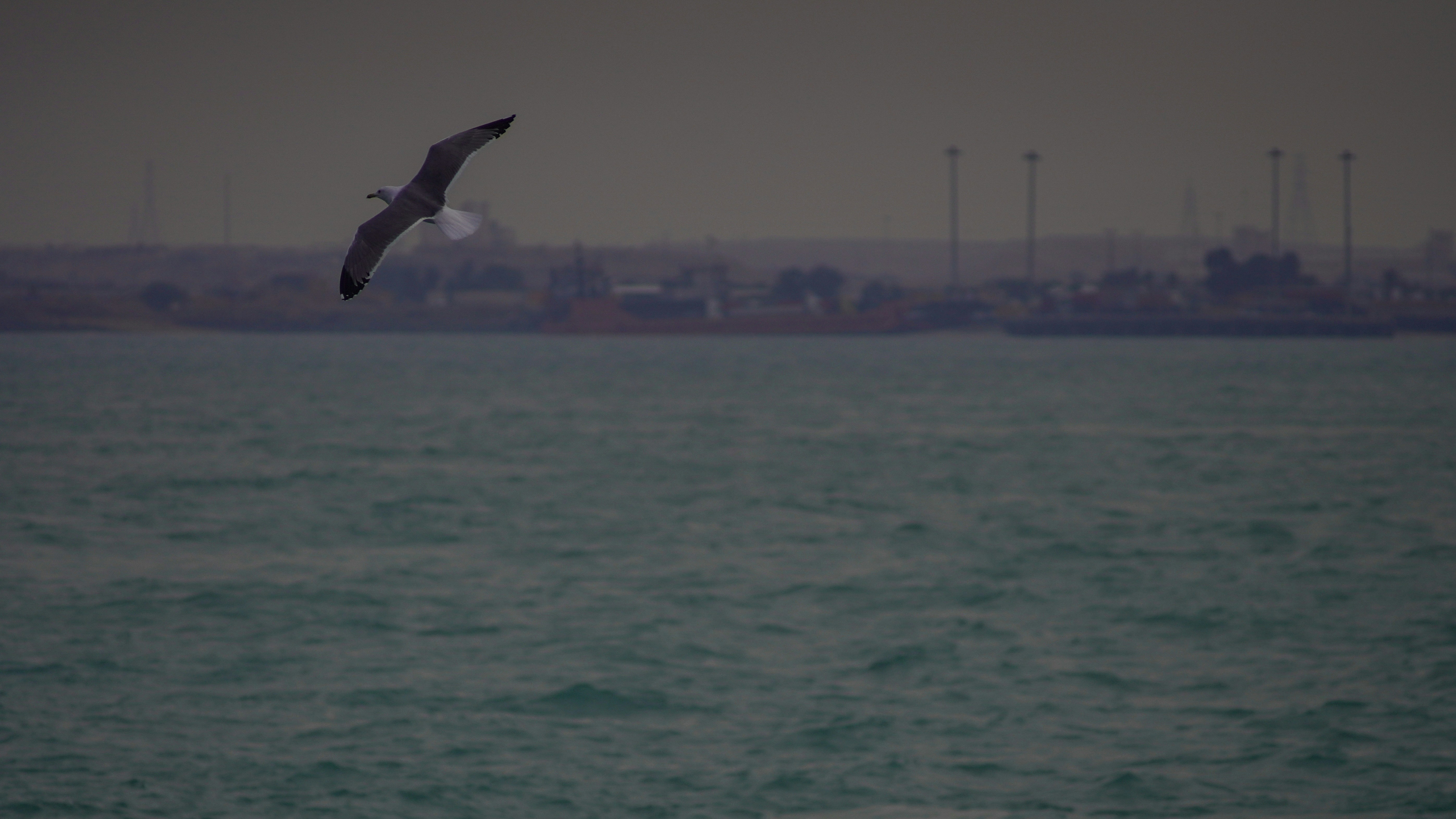 Seagull's Solitary Flight Over Turquoise Waters