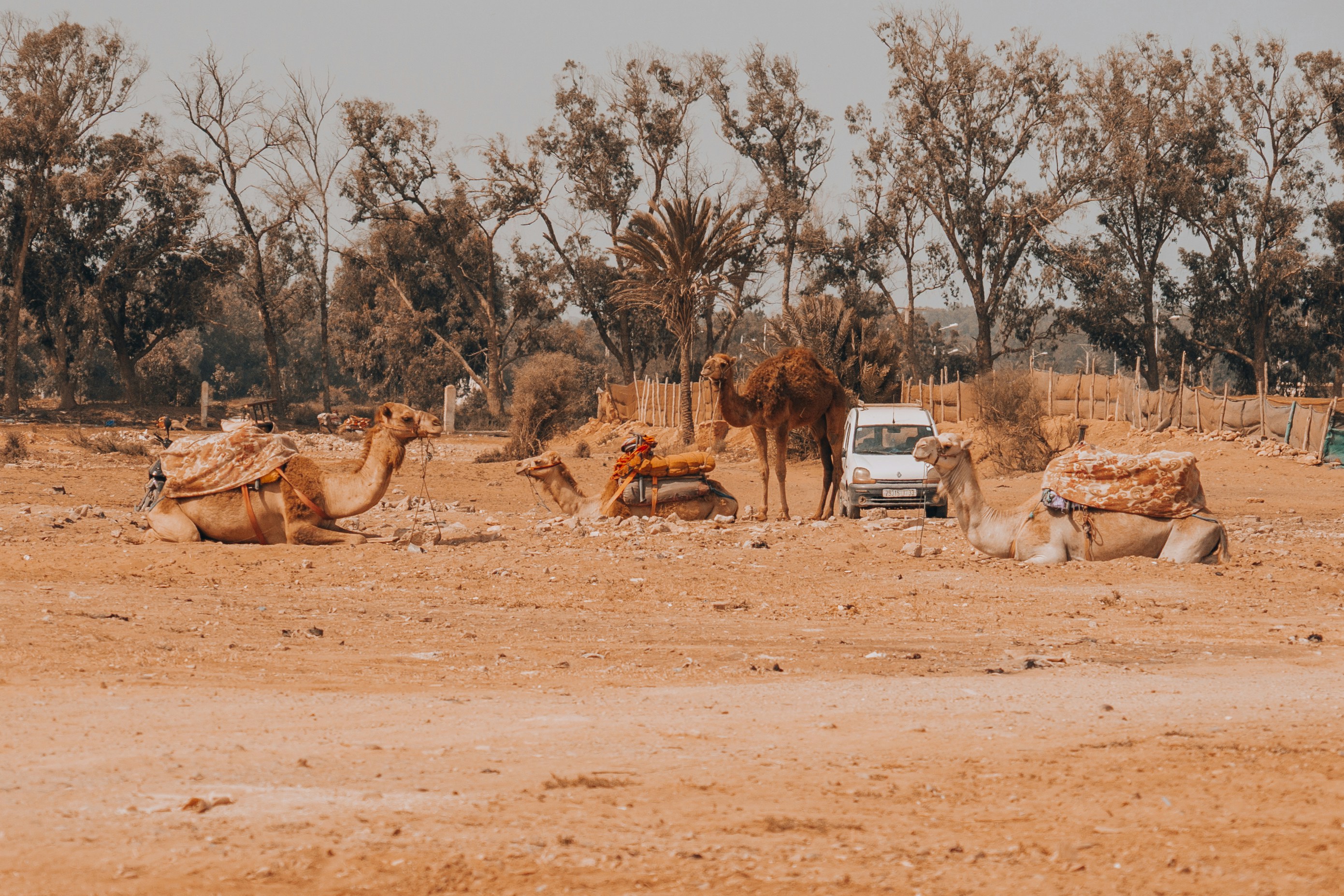 Desert Companions: Camels at Rest