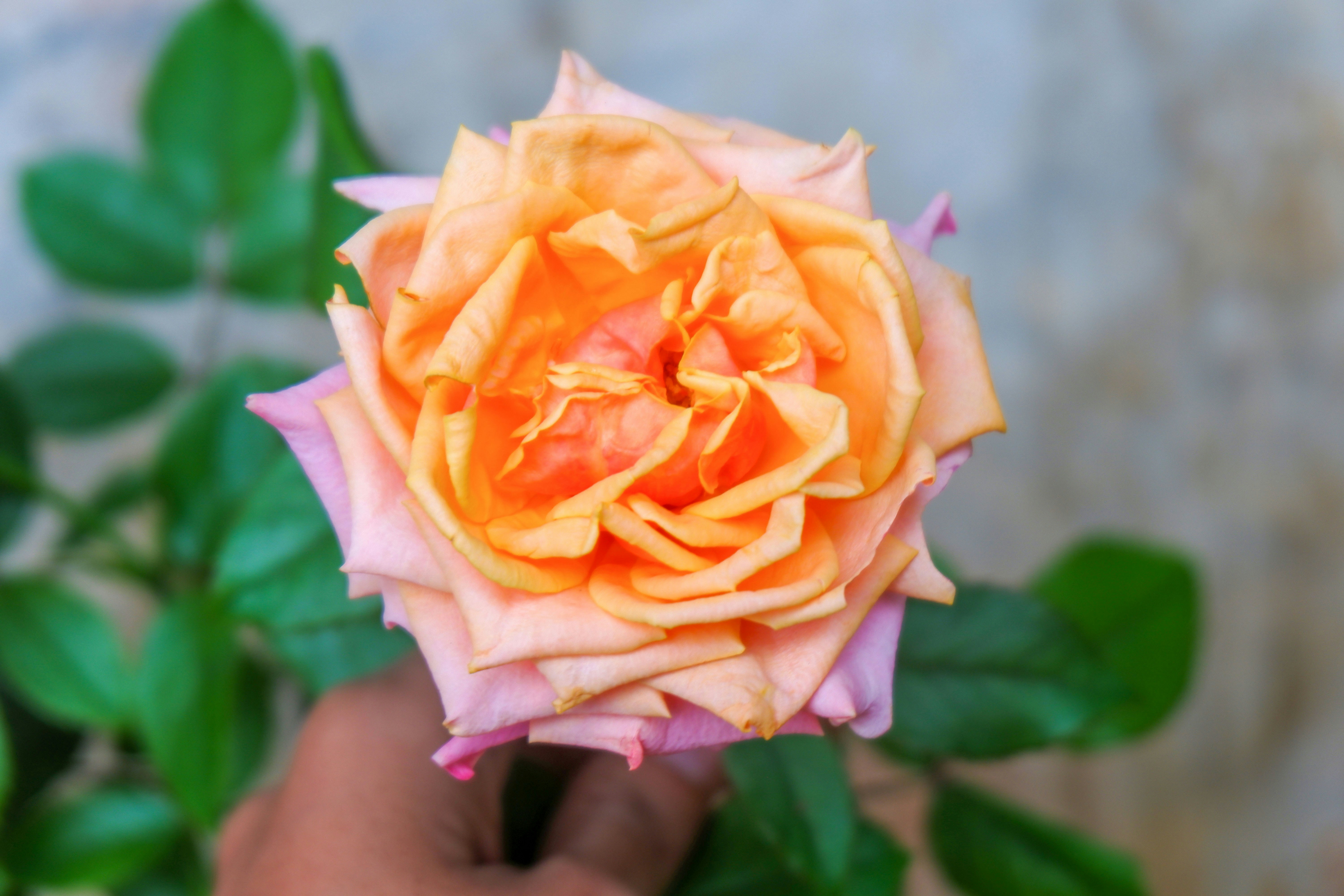 Blushing Rose: A Floral Embrace