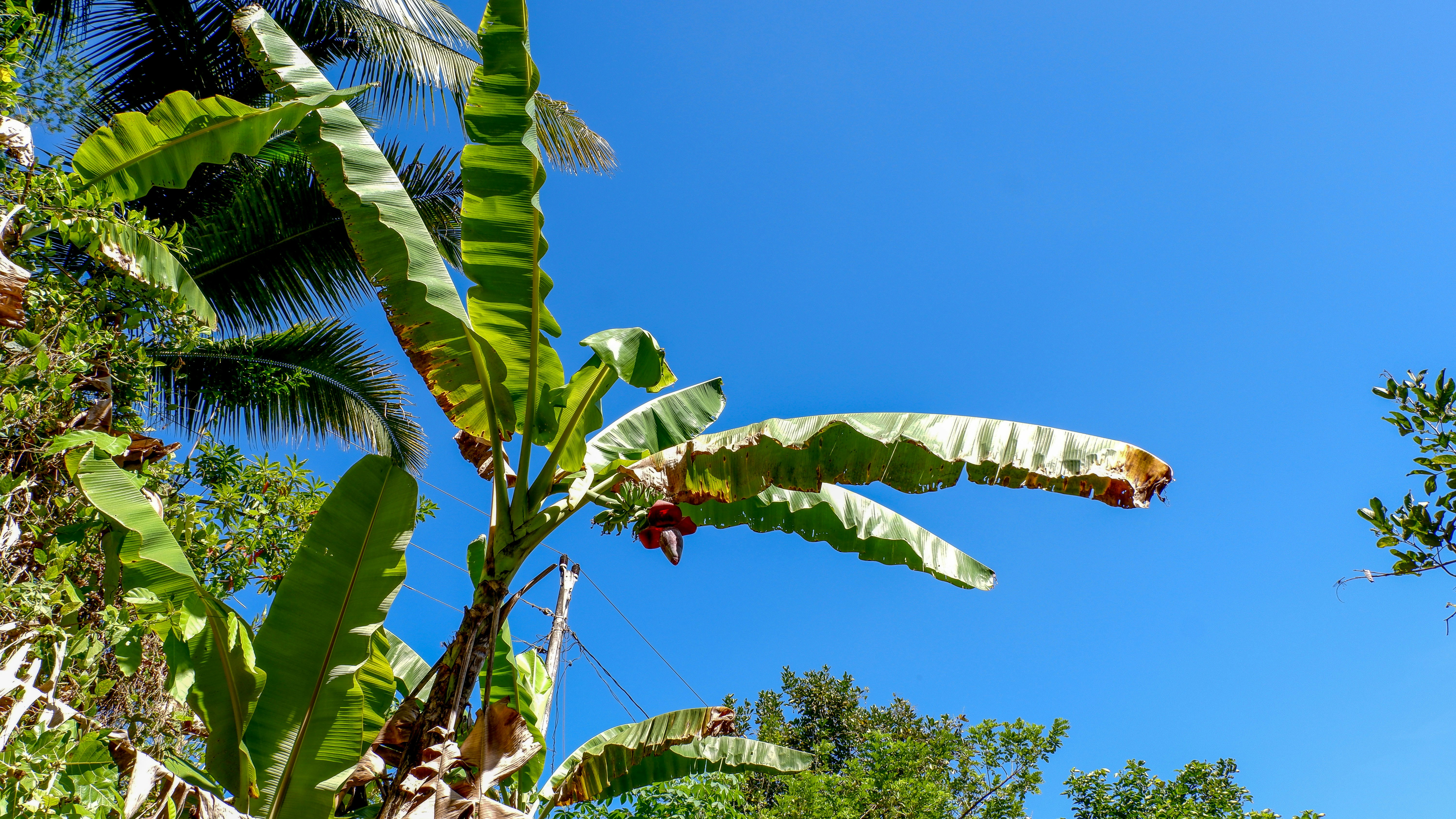A photo of fresh banana trees and fruit against a clear sky background | Banana leaves and blue sky make a beautiful view.