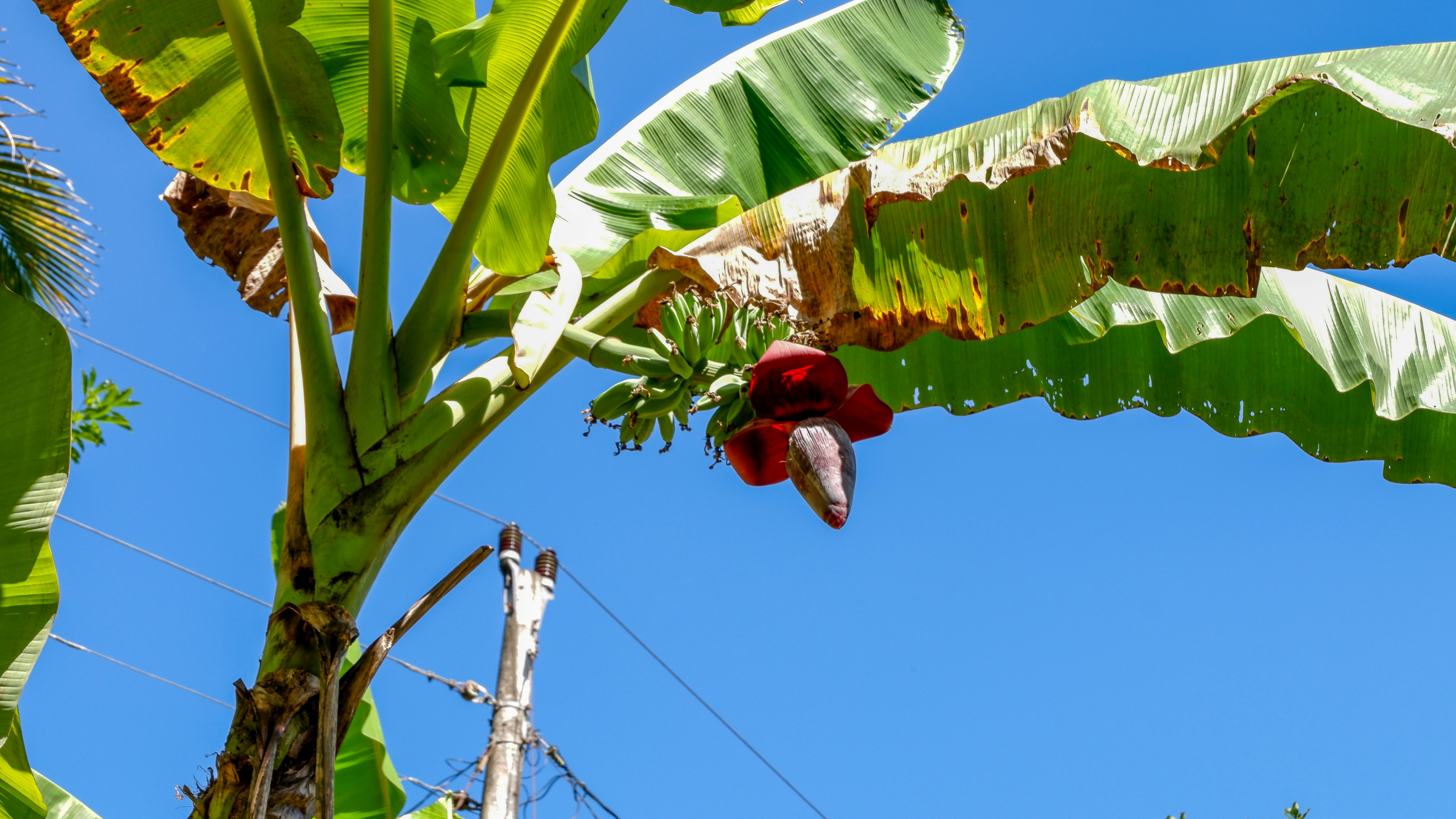 Crimson Fruit Among Banana Fronds Under a Cobalt Sky