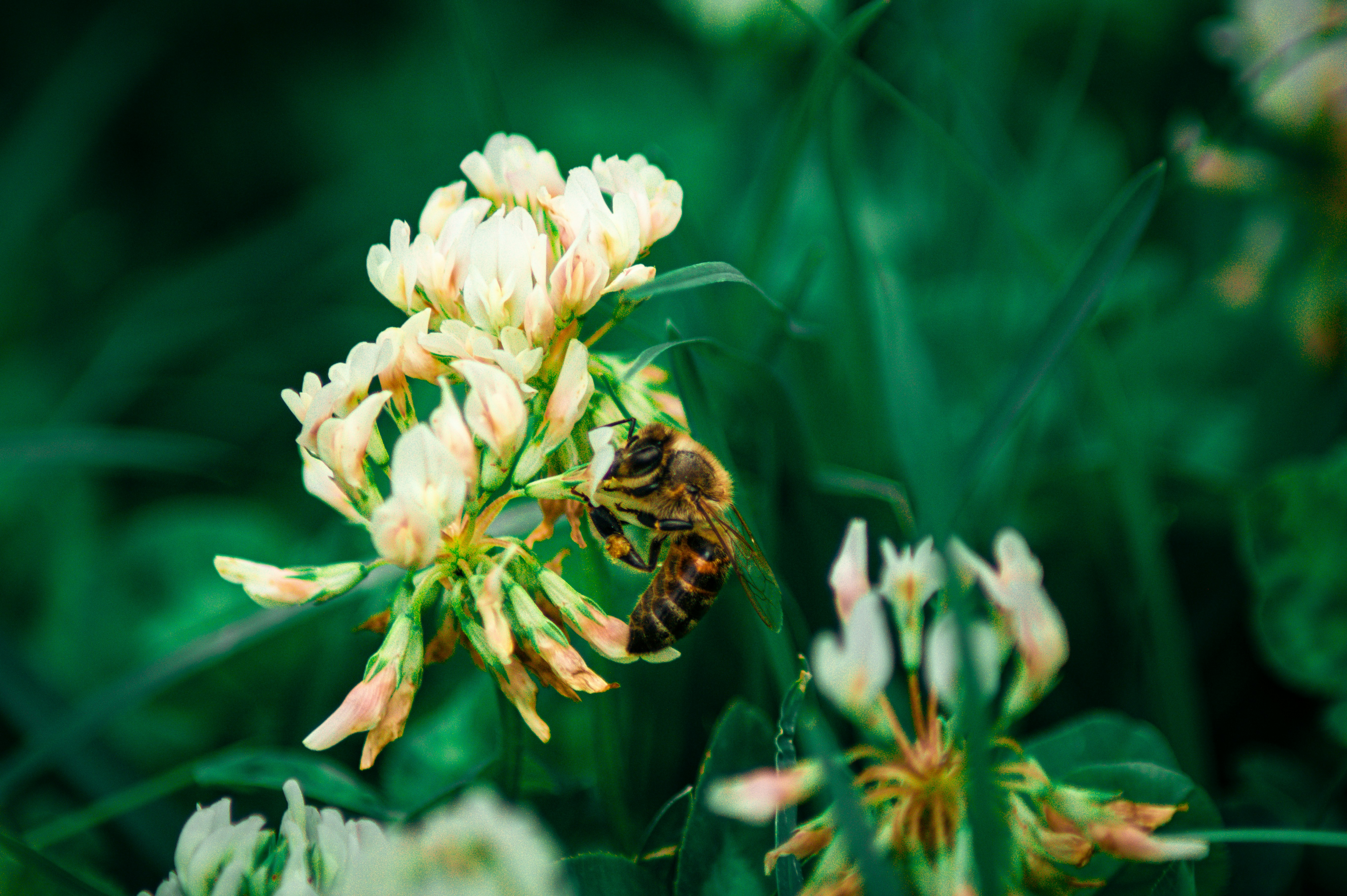 Nature's Tiny Artisan at Work