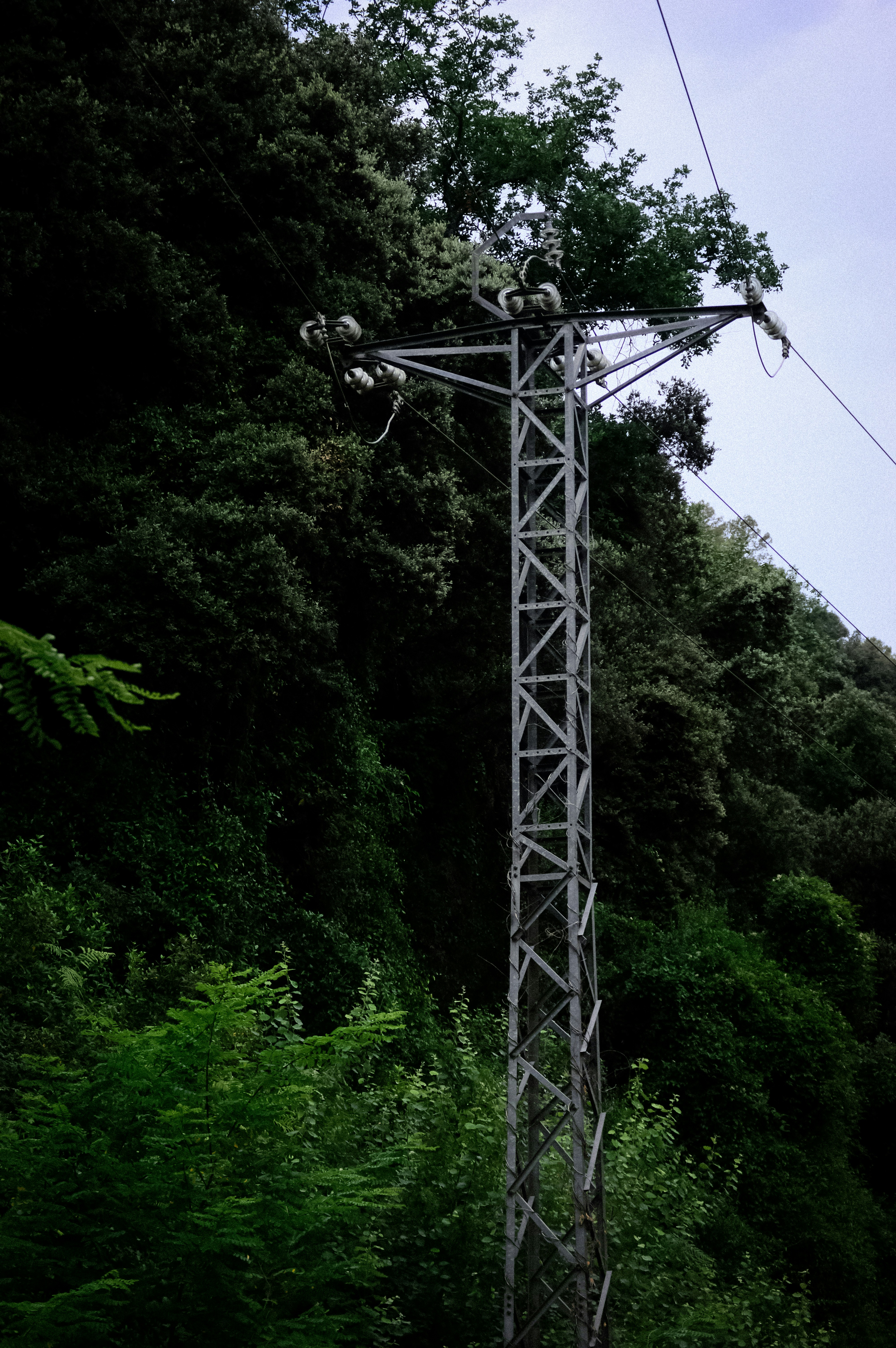 Power lines and trees are contrasted in this photo.