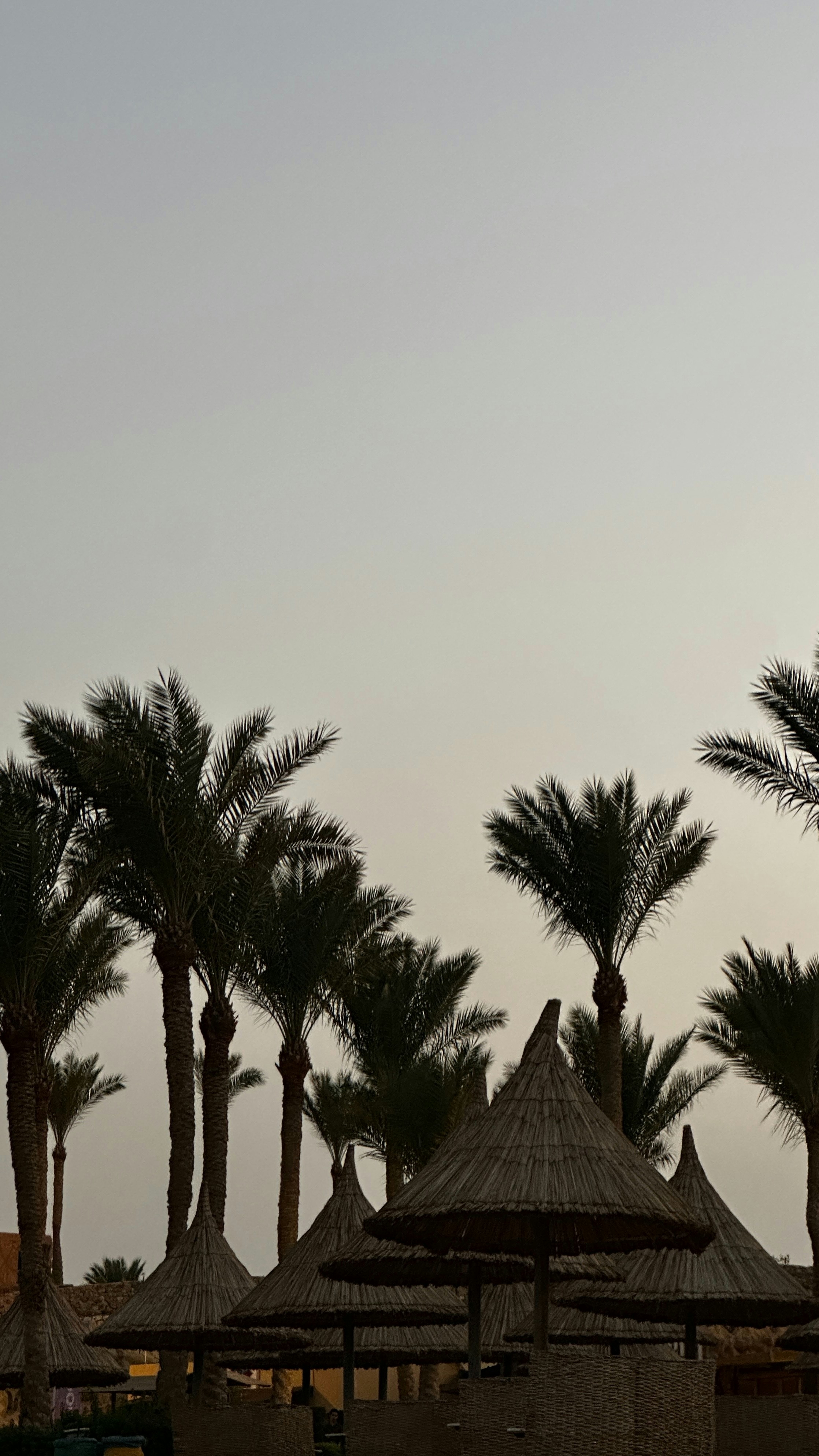Silhouettes of palm trees and thatched umbrellas against a soft twilight backdrop, evoking a tranquil atmosphere.