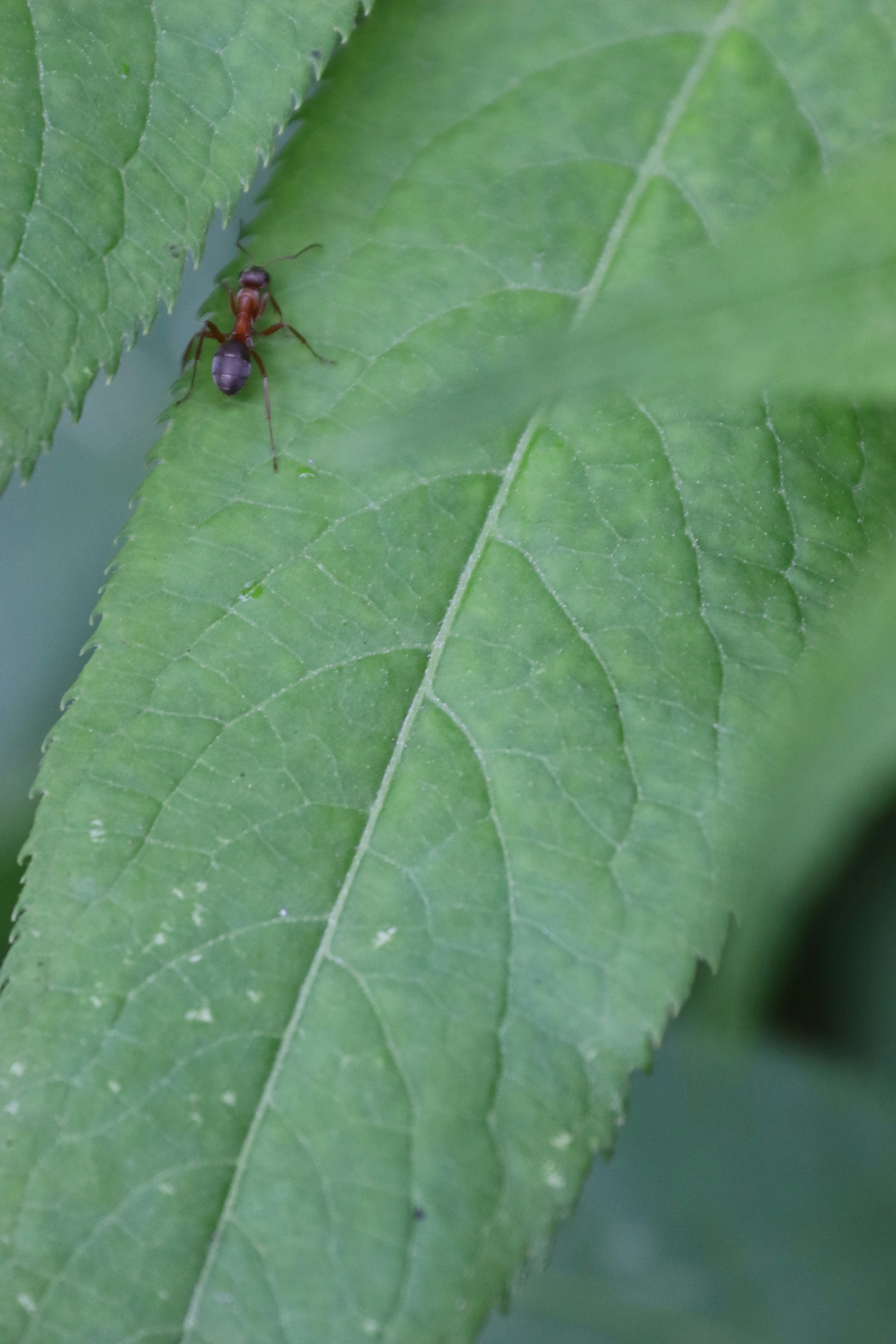 The Tiny Explorer: An Ant's Journey Through Greenery