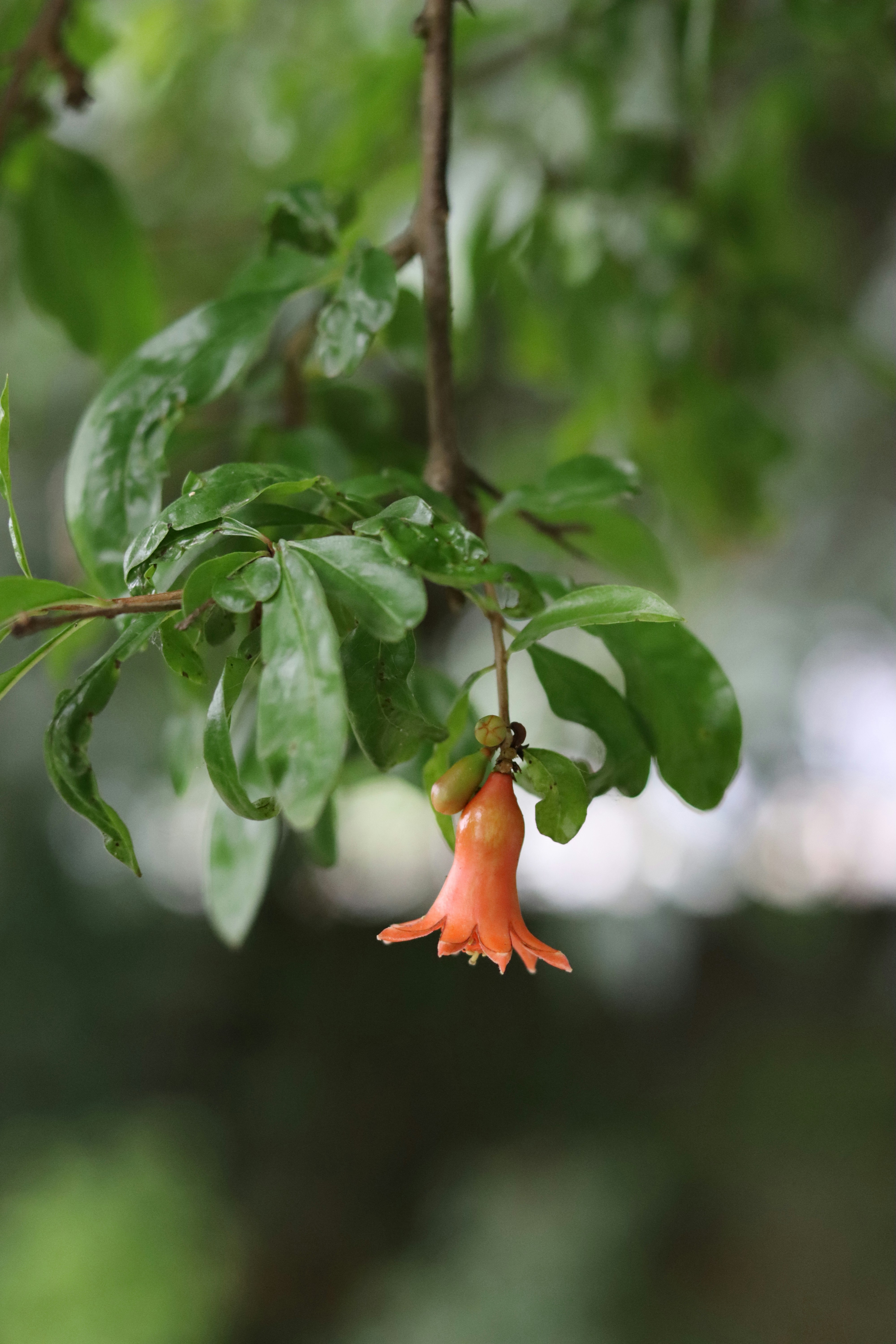 Delicate pomegranate flower hanging amidst lush green leaves, showcasing the beauty of nature's growth.