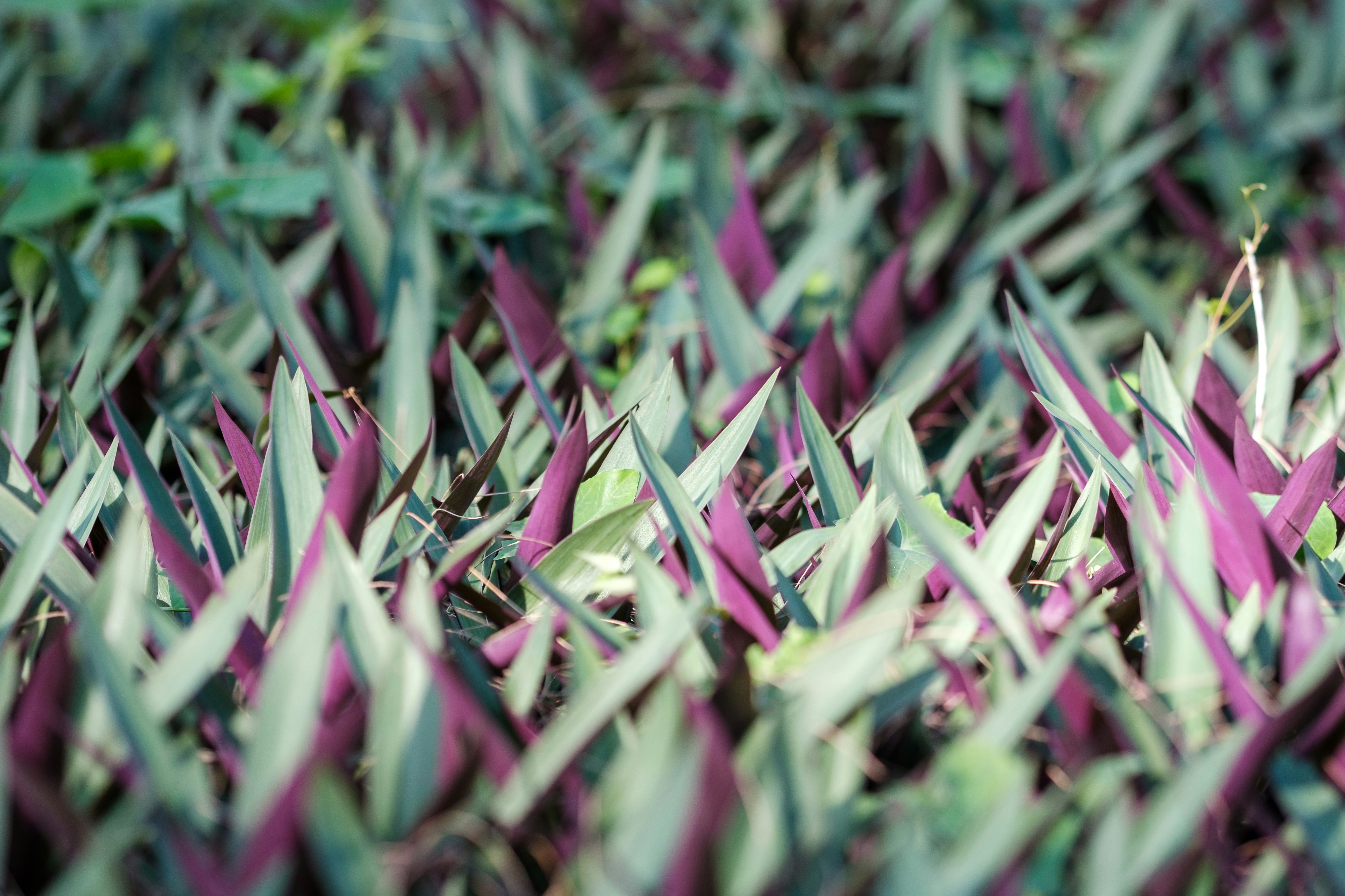 Purple-edged Succulent Sea: A Close Field of Plant Armor