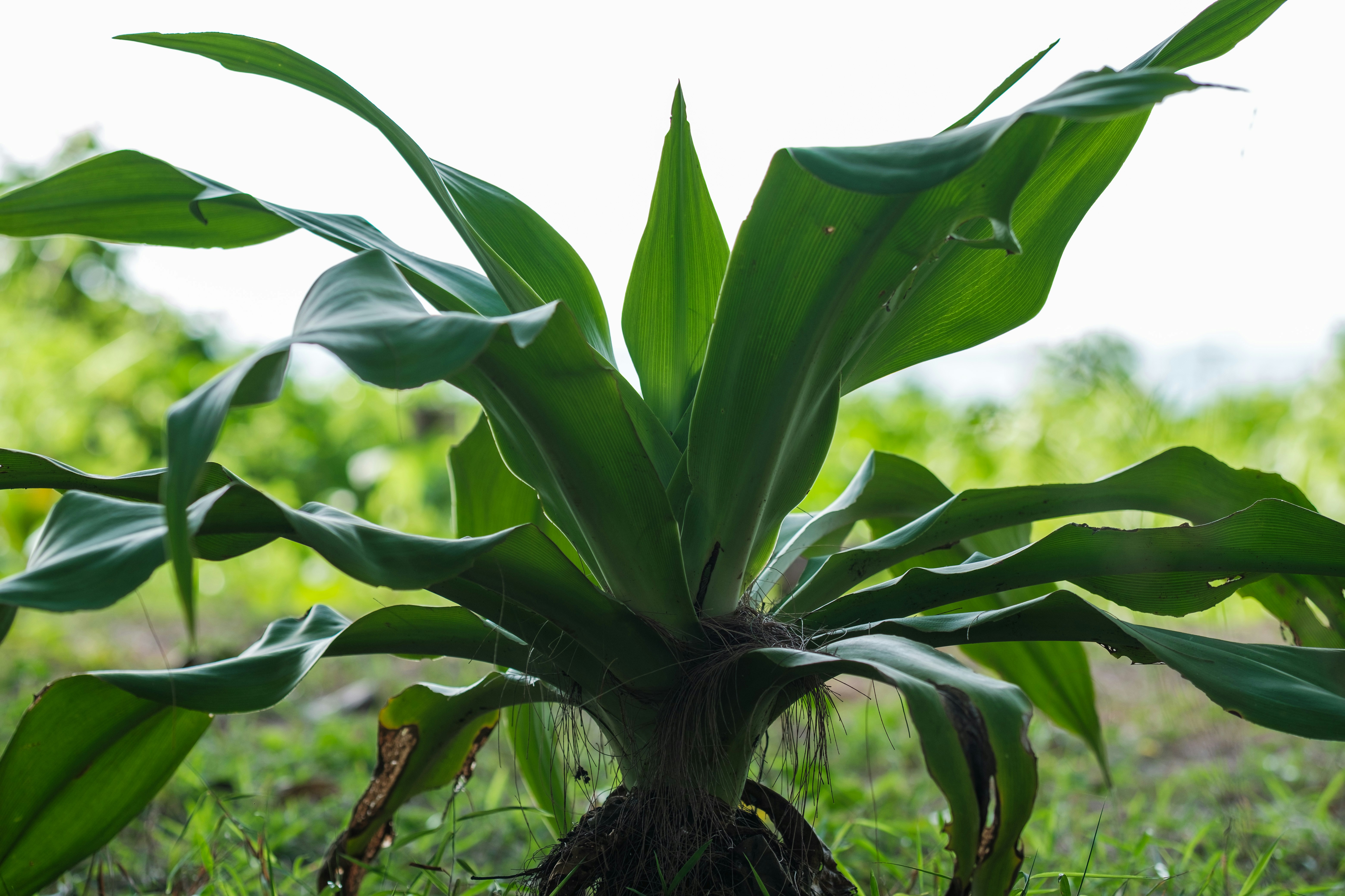 A green plant with large, flowing leaves.