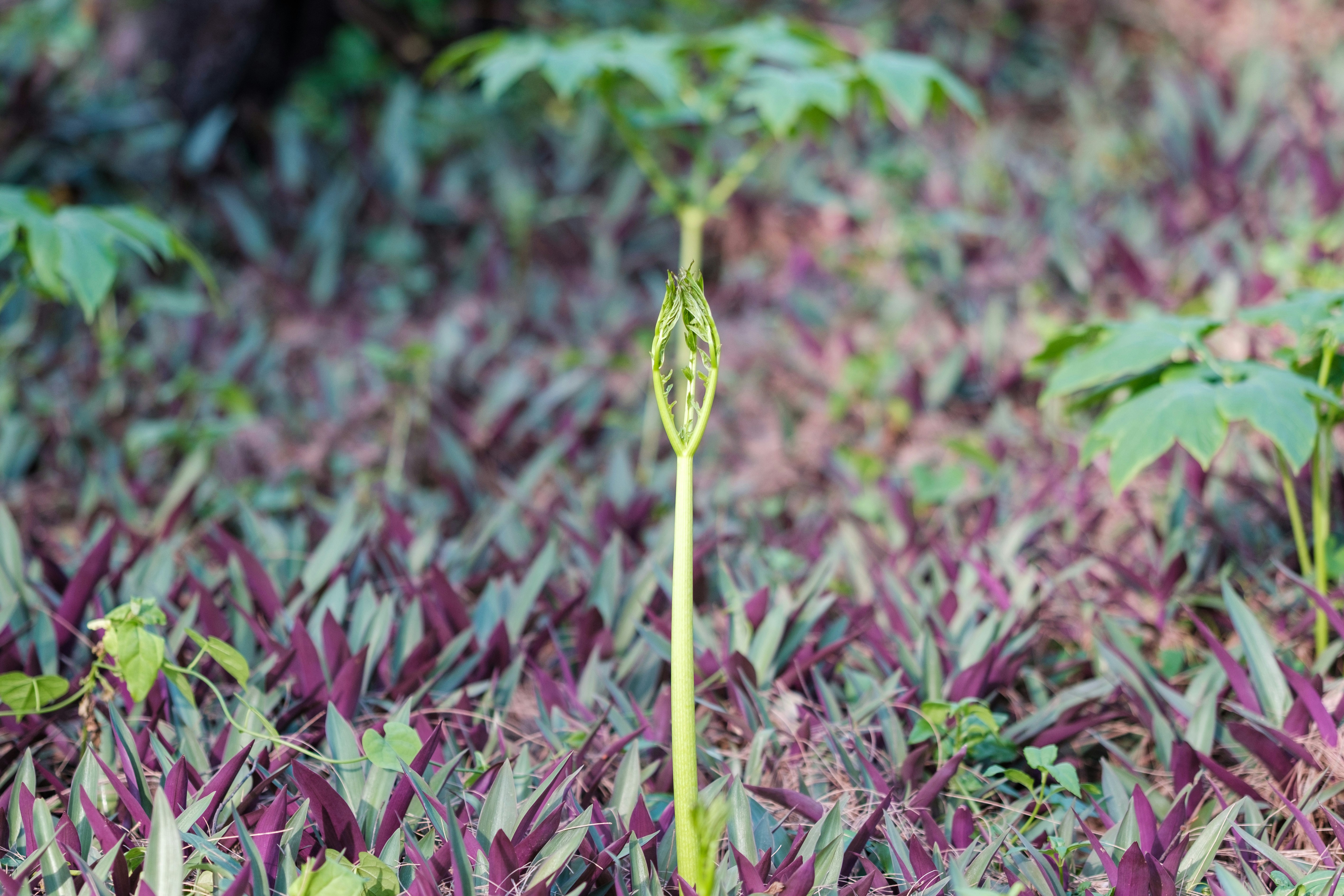 Emerging Life: The Dance of Flora