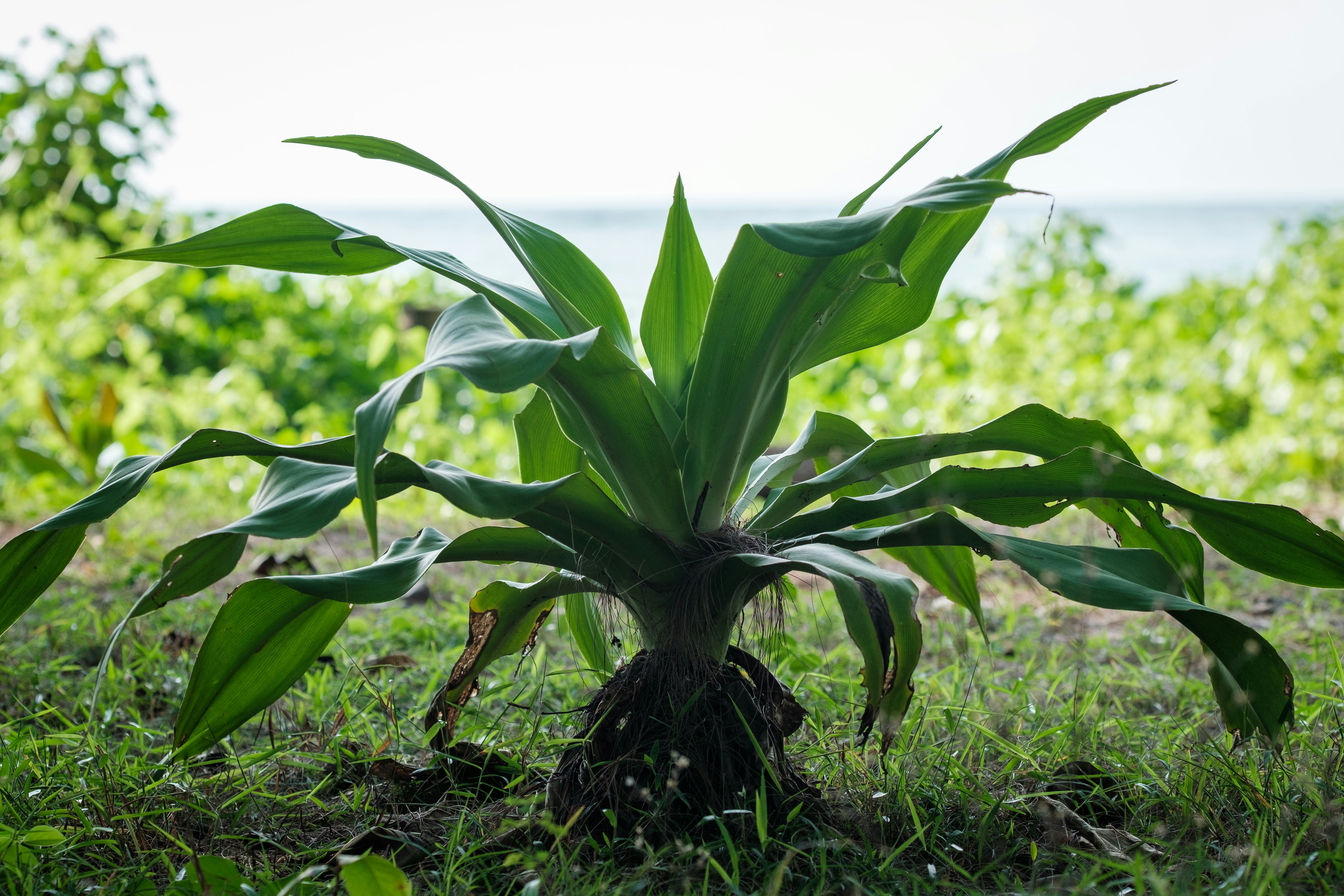 Tropical Resilience: The Green Sentinel