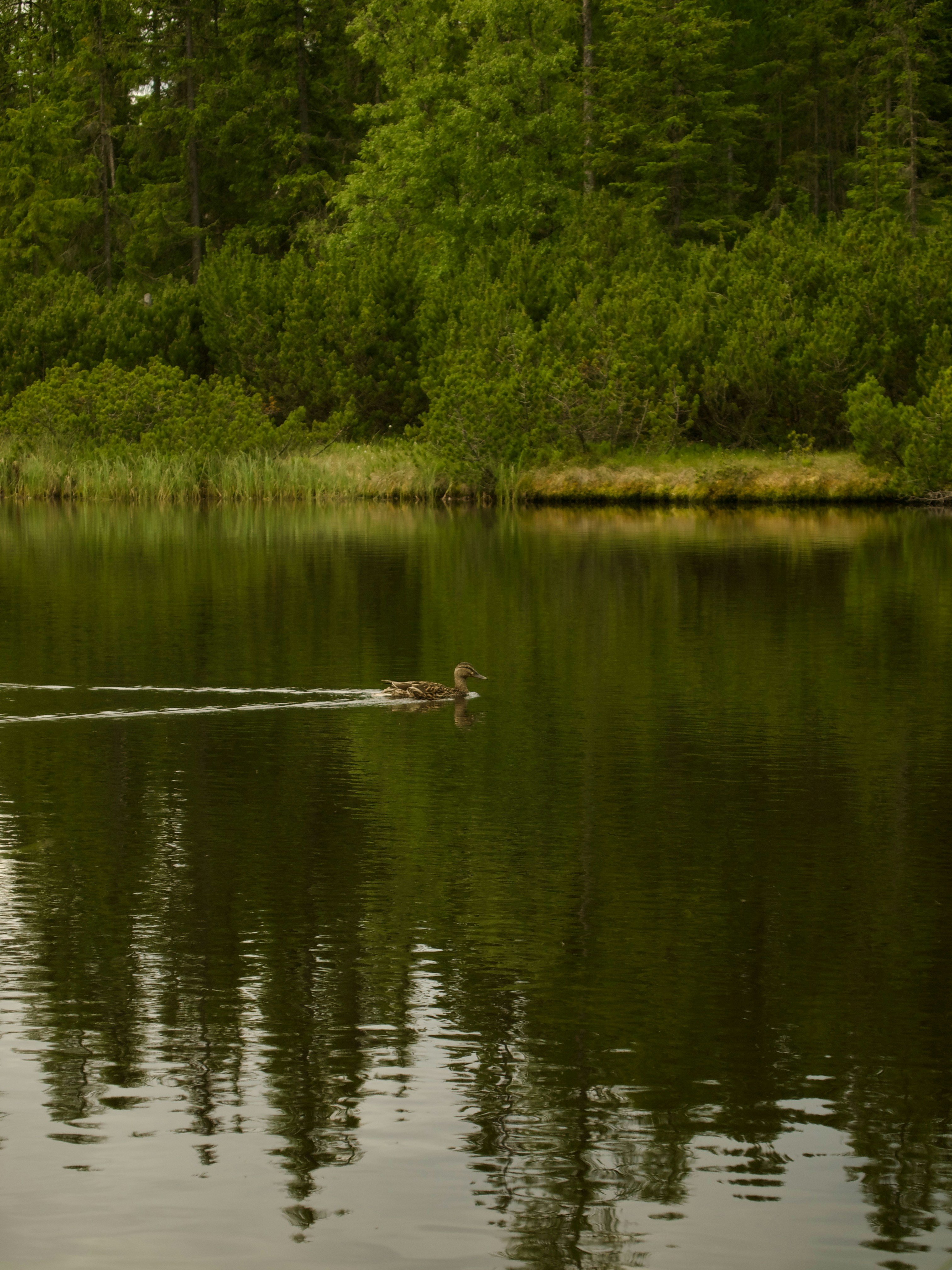 One lake one mallard | A duck swims on a tranquil lake.
