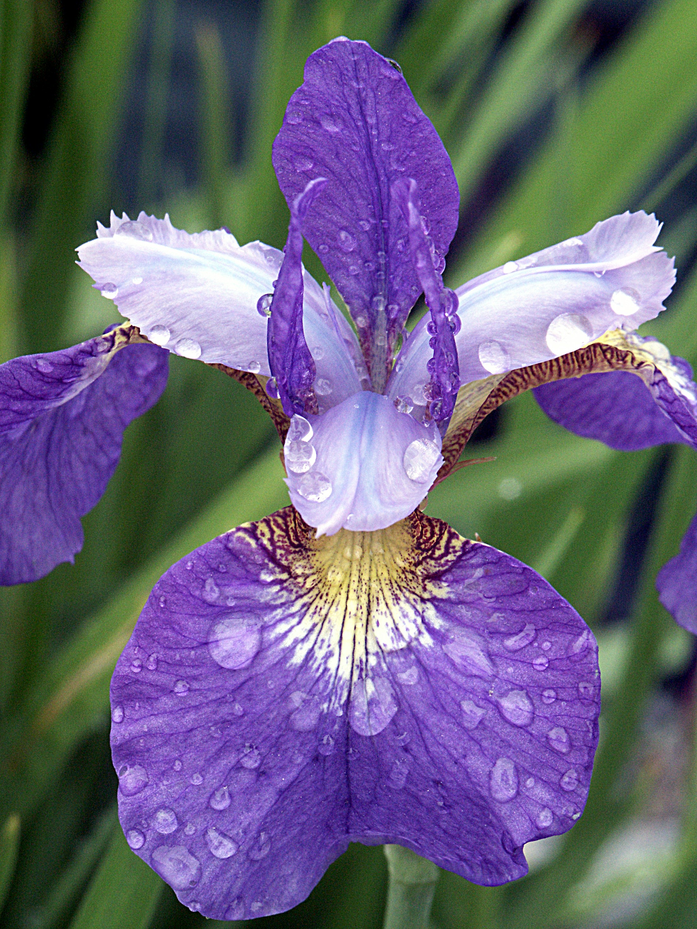 A vibrant iris flower covered in water droplets. photo – Free Flower ...