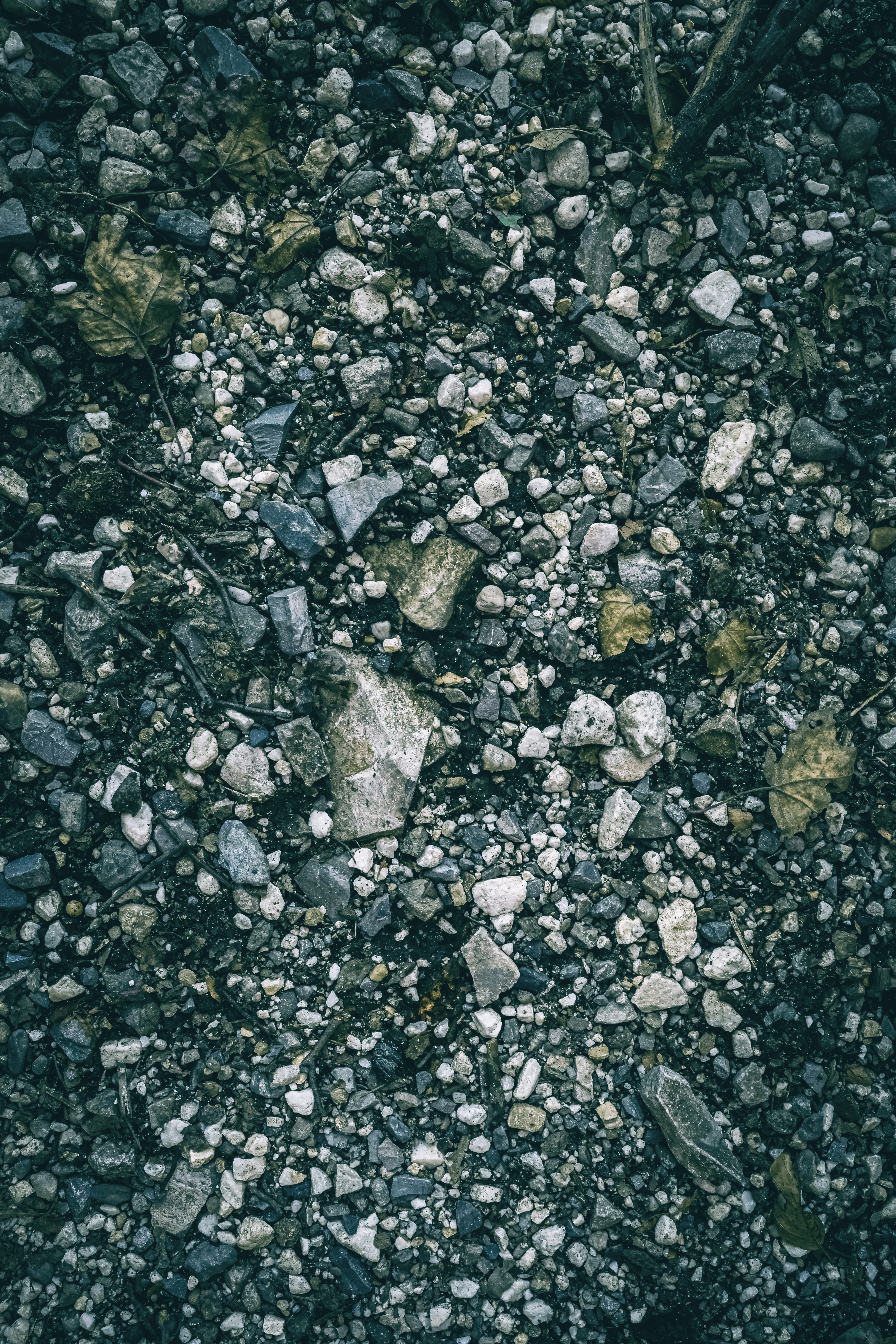 Nature's Mosaic: A Ground-Level Tapestry