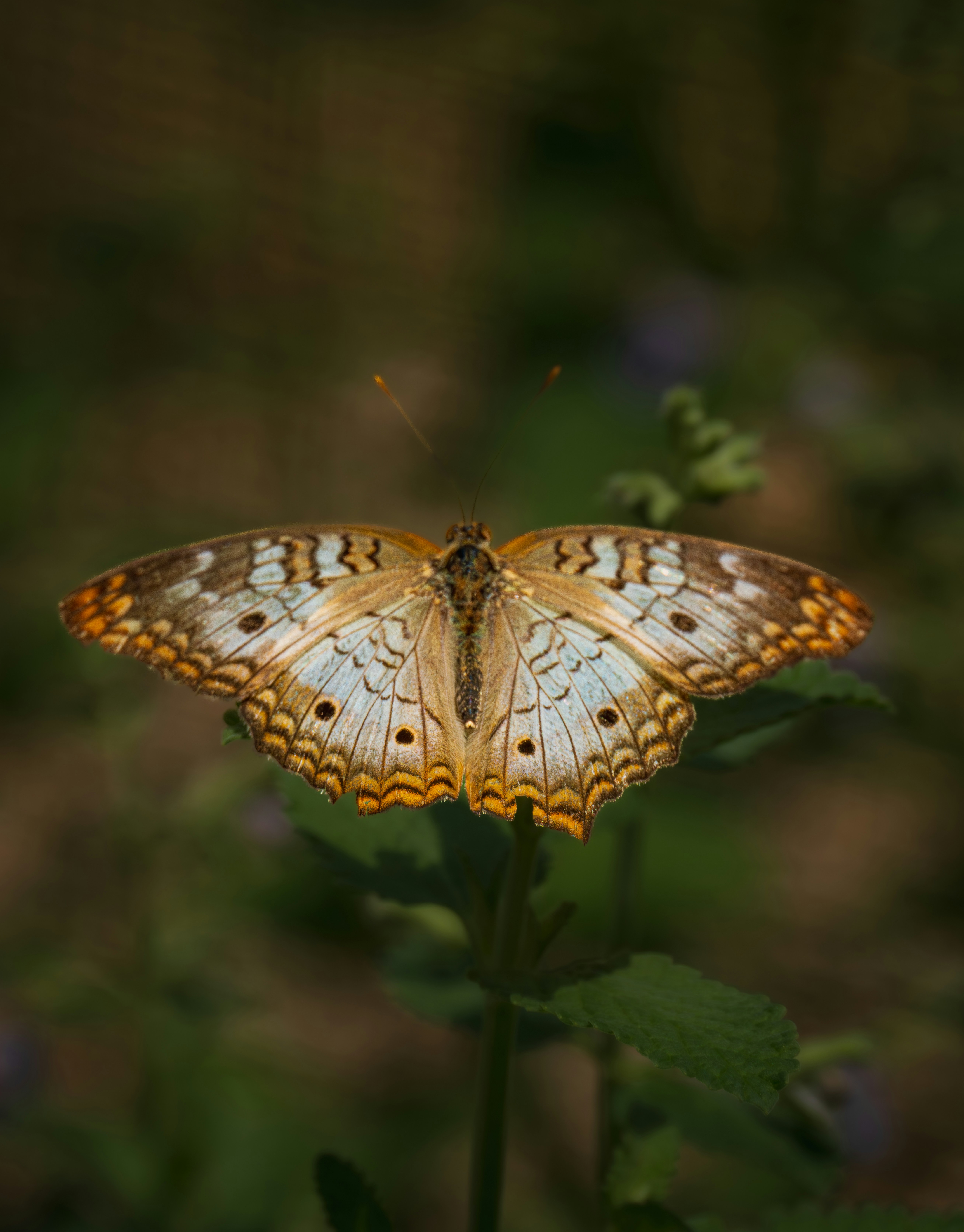 Wings of Nature's Artistry
