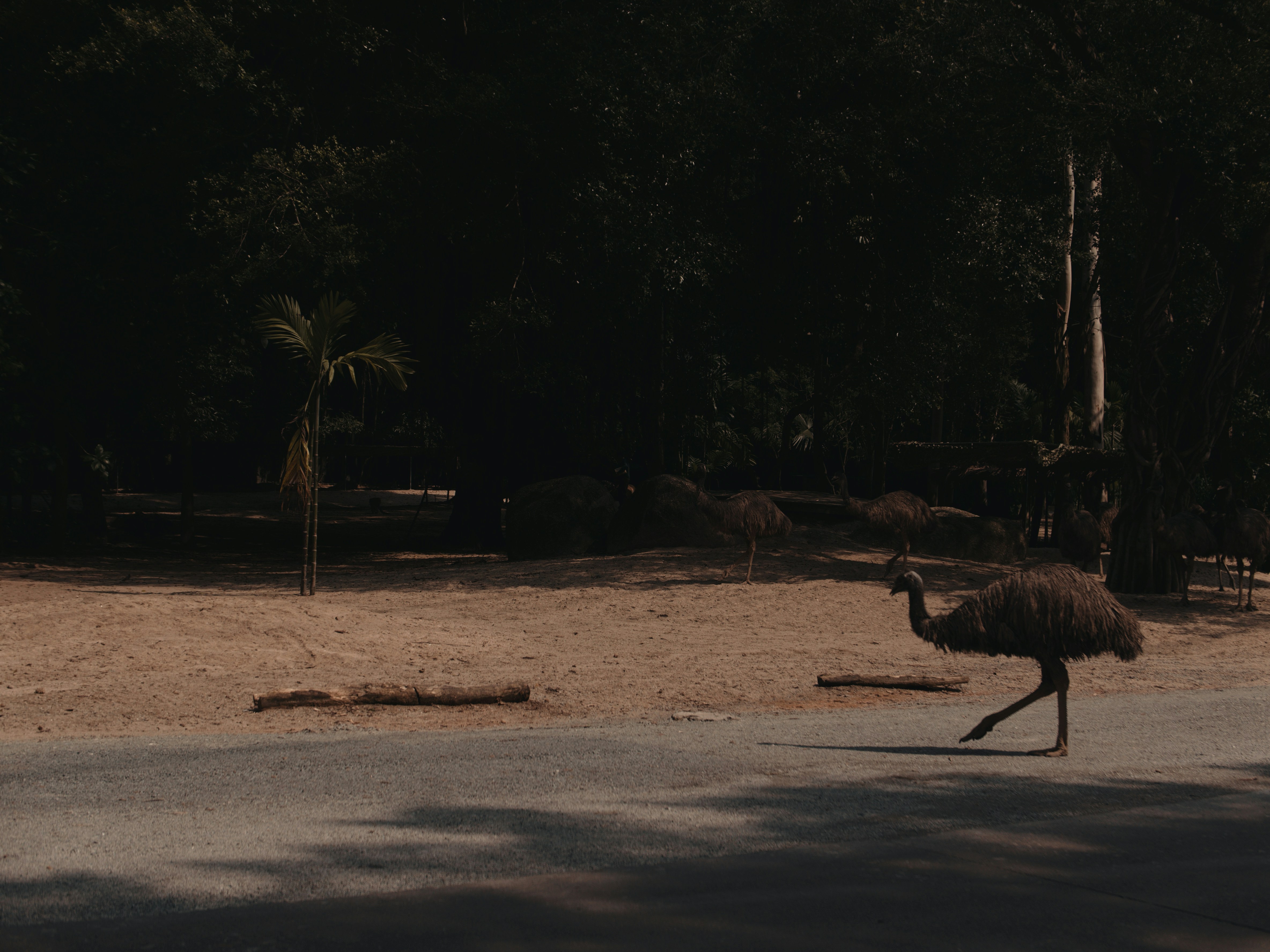 An emu walks across a road. photo – Free Animal Image on Unsplash