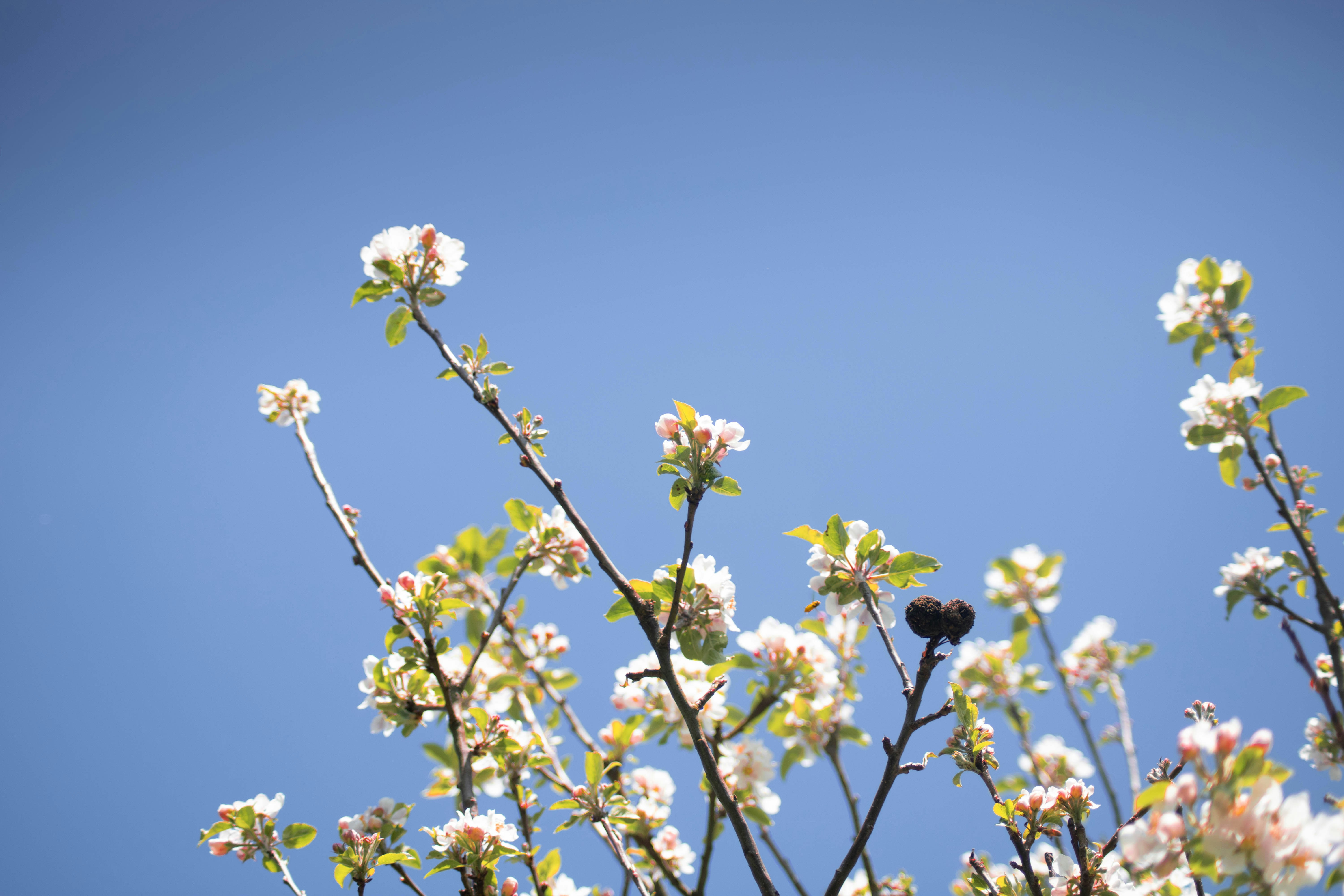Blooming flowers against a bright, blue sky.