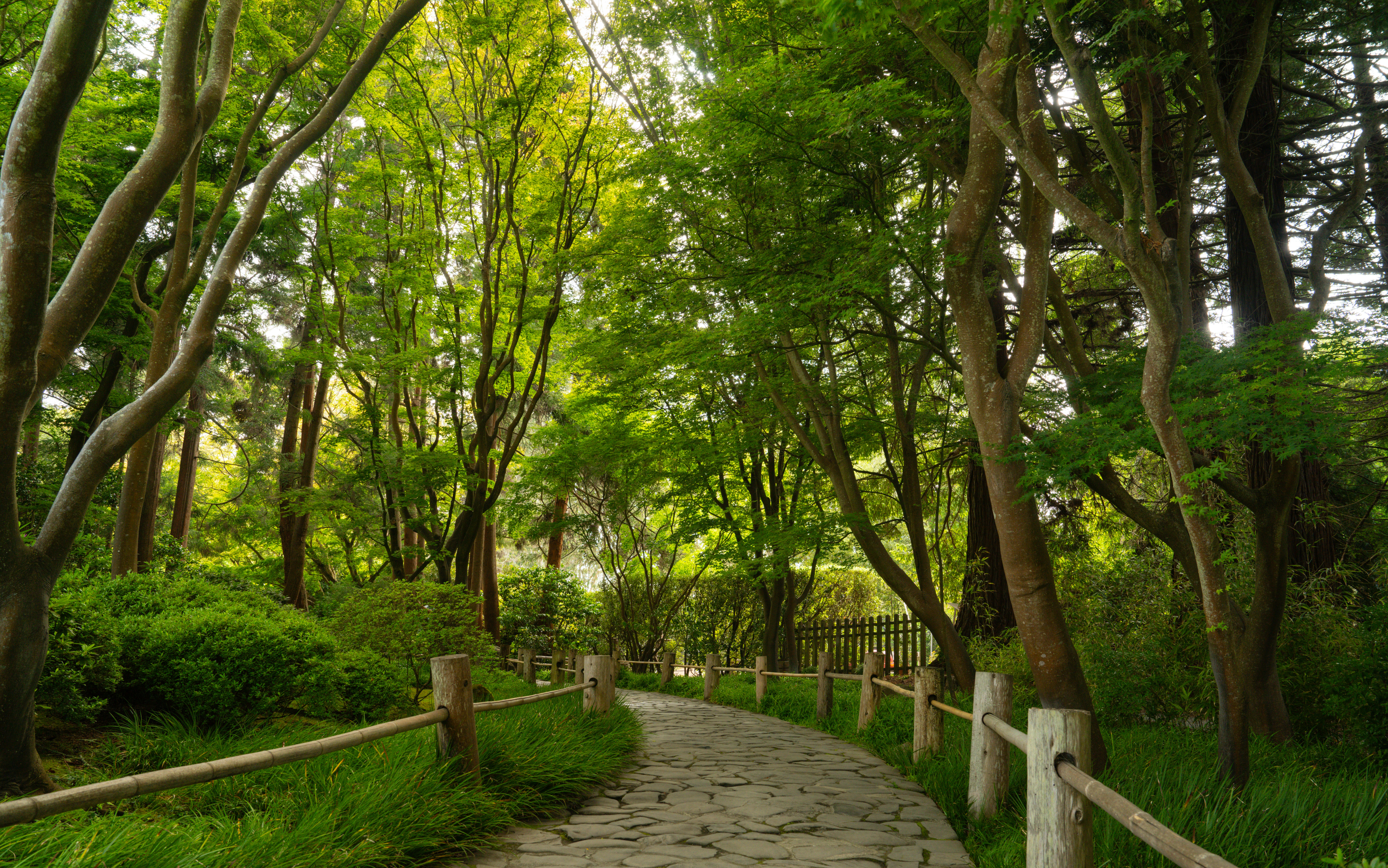 A winding stone path meanders through a lush, green forest, flanked by vibrant trees and shrubbery, inviting exploration.