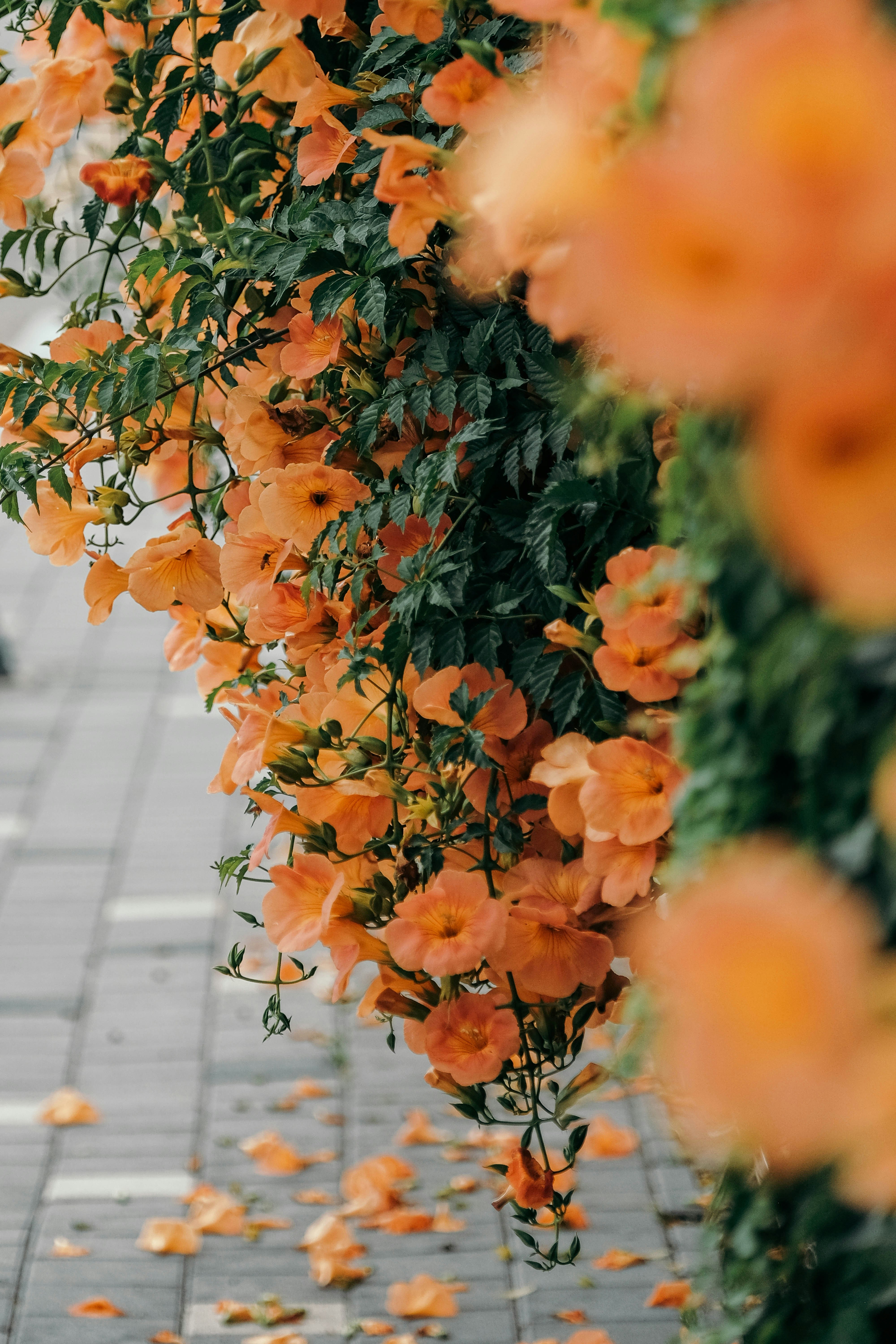 Orange trumpet vines cascade along a walkway.