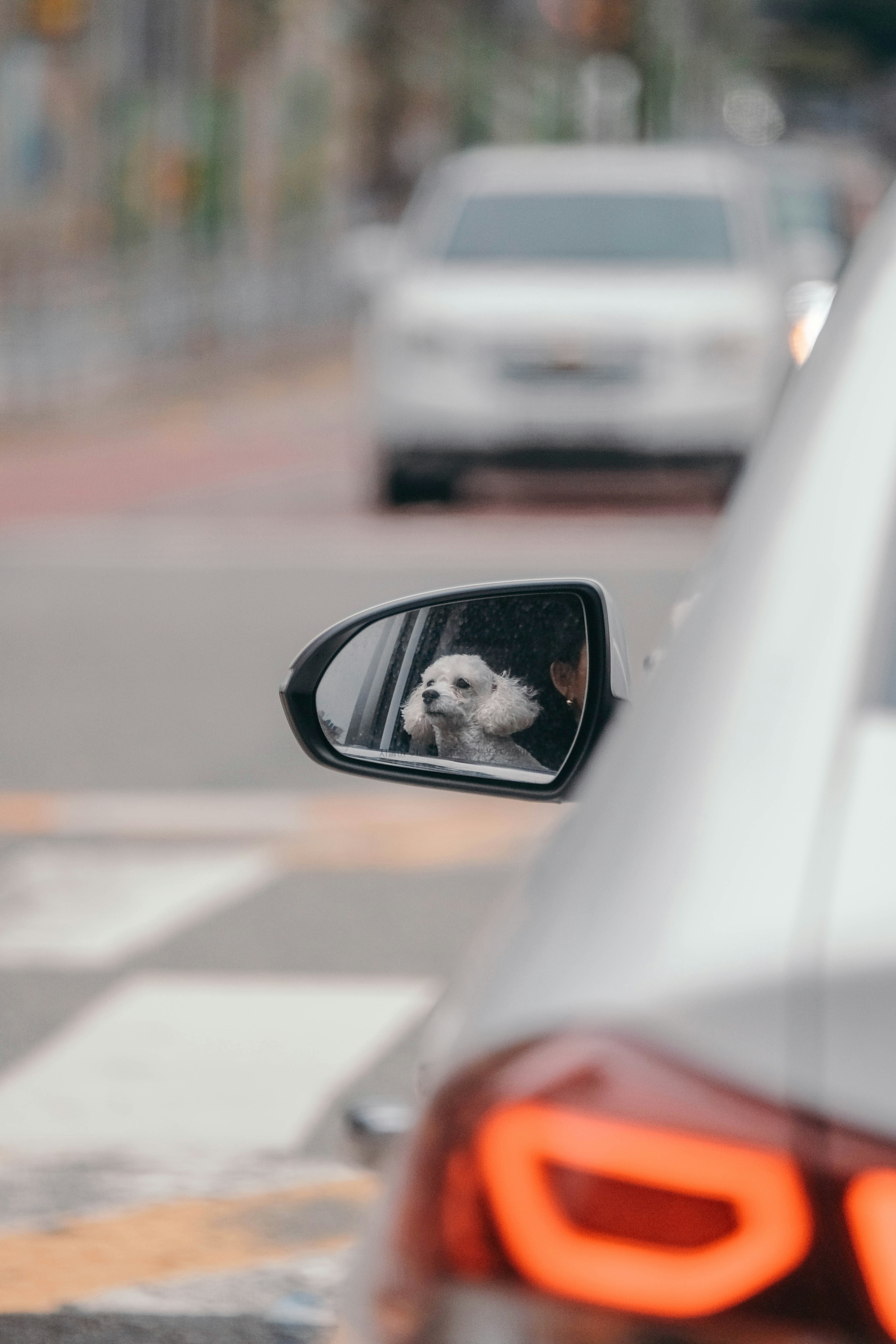 A Canine's Journey: Reflections of Curiosity