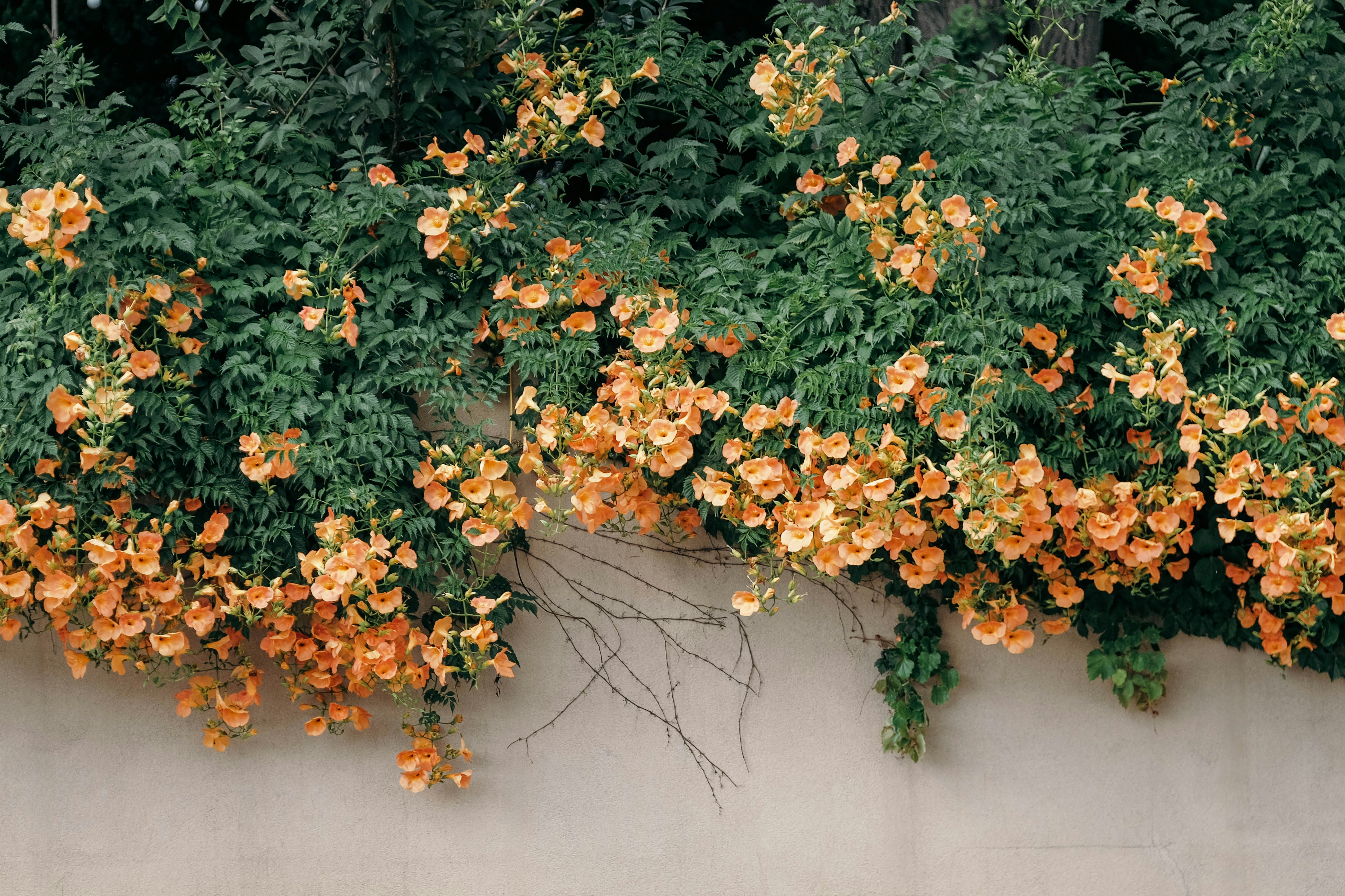 Orange trumpet vines cascade over a wall.