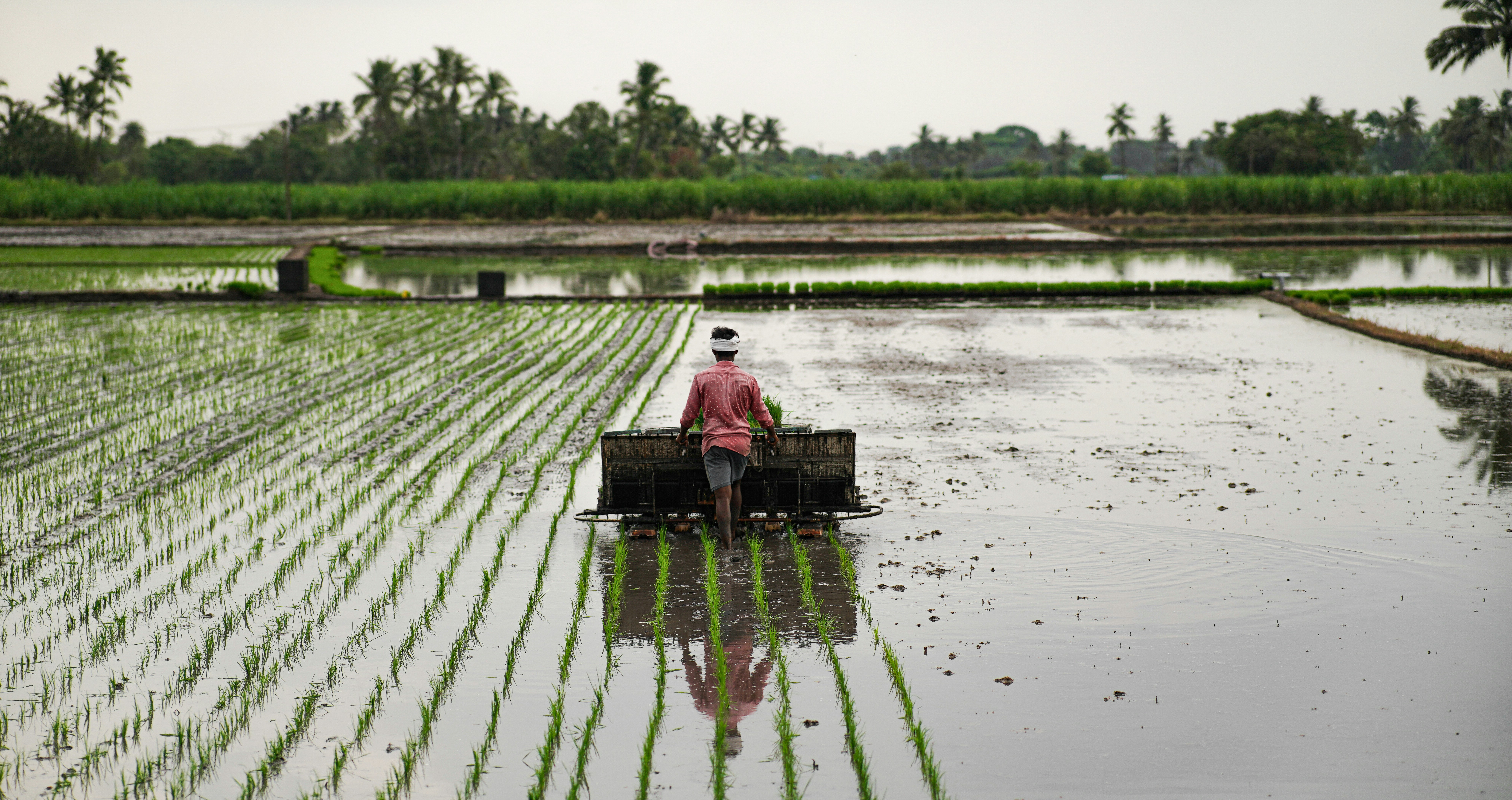 A farmer is planting rice in a paddy field.