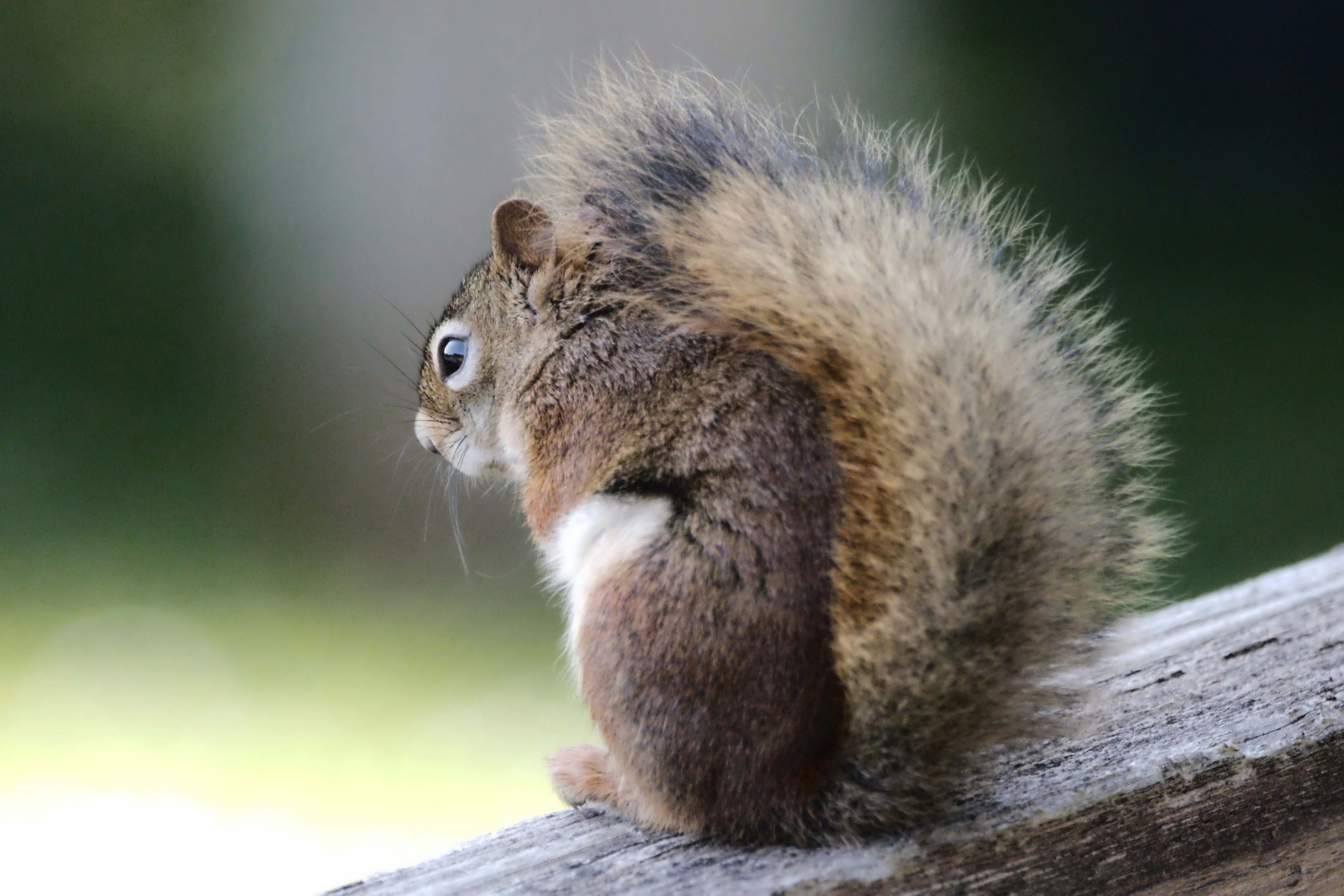 Whiskered Watcher: A Squirrel's Solitude