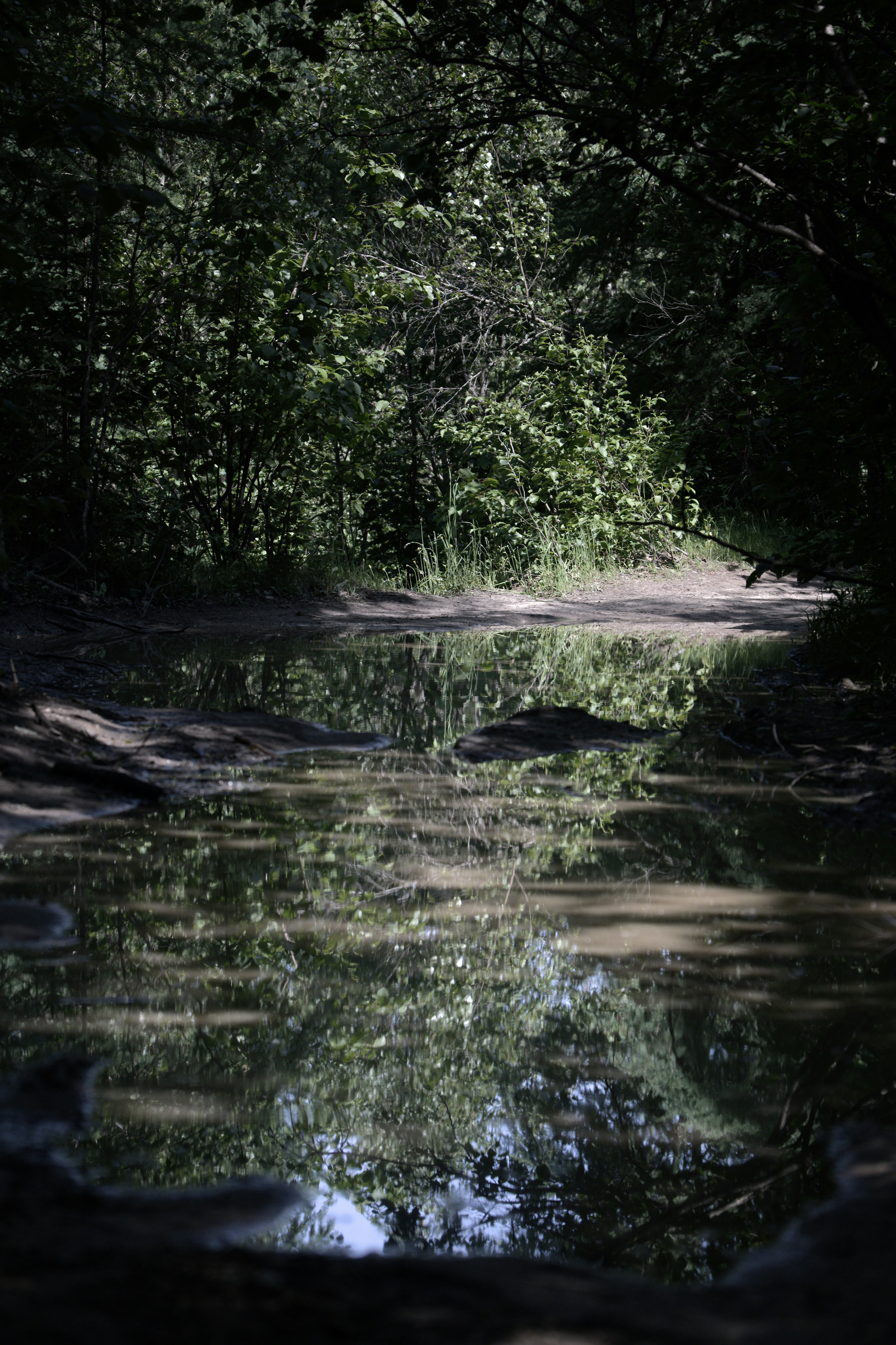 Trees and sky are reflected in a puddle.