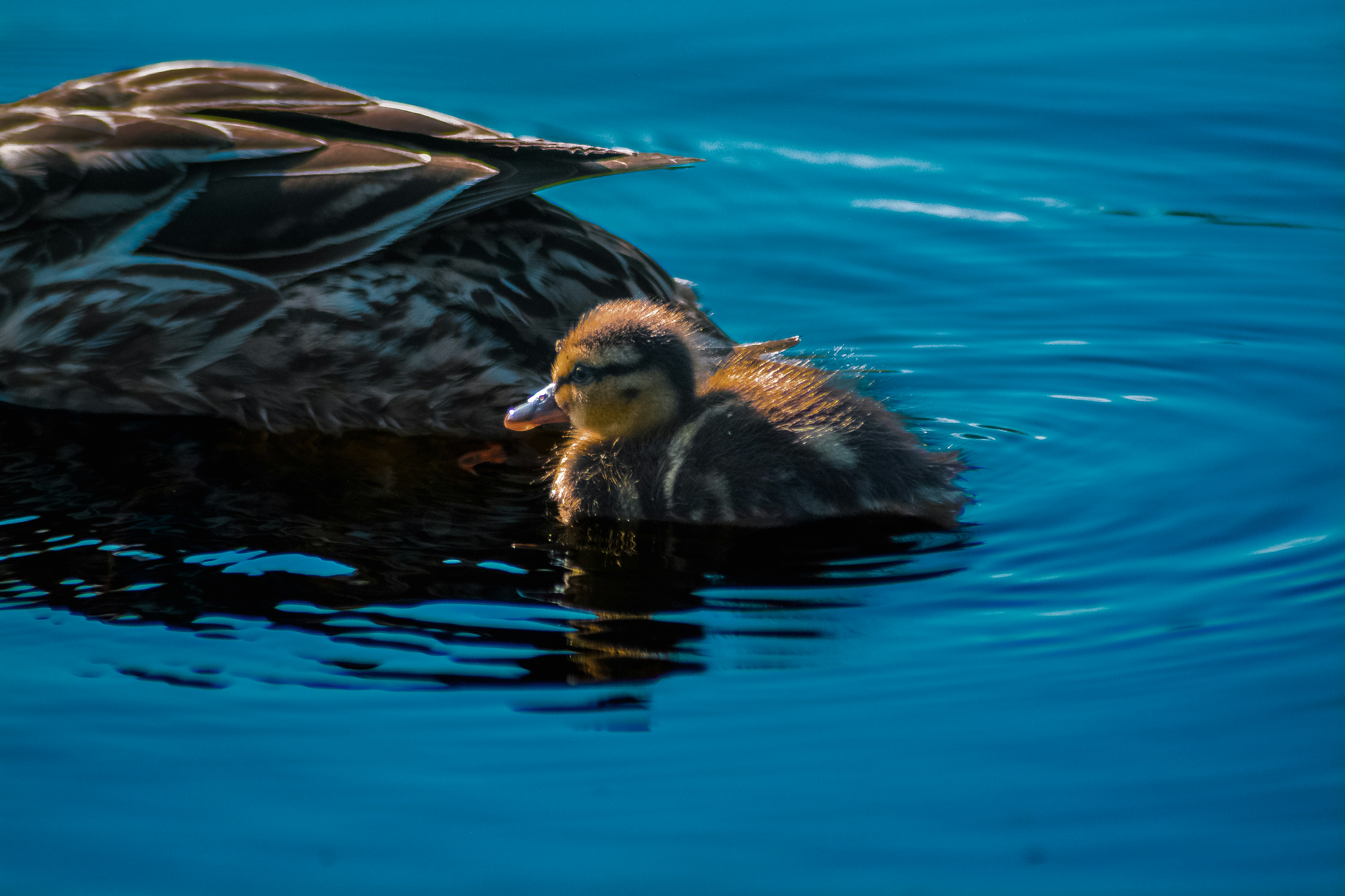 Duckling paddling through tranquil waters, accompanied by the silhouette of an adult duck. Ripples create a serene backdrop.