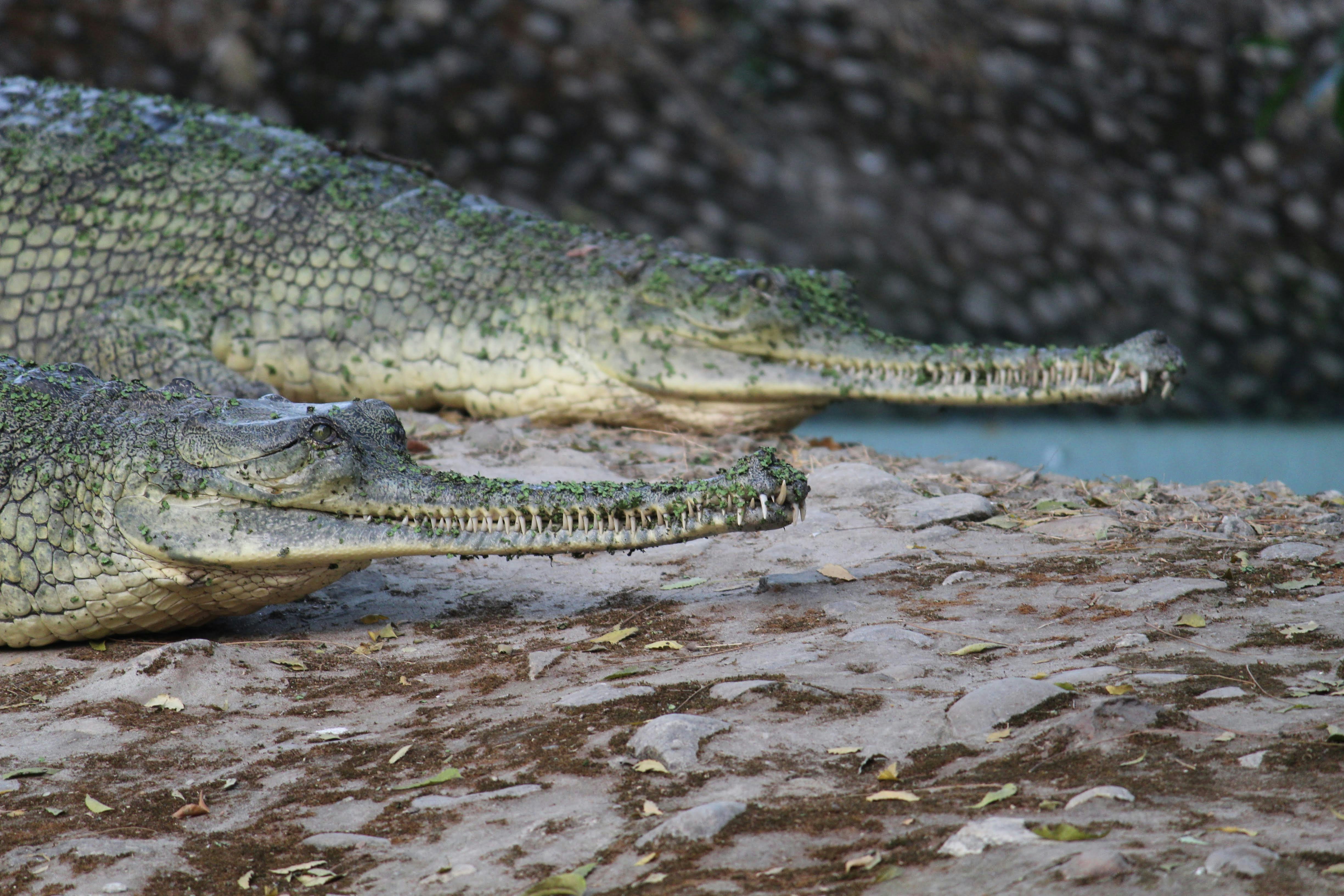 Photo by Surajit Das with Canon EOS 1300D