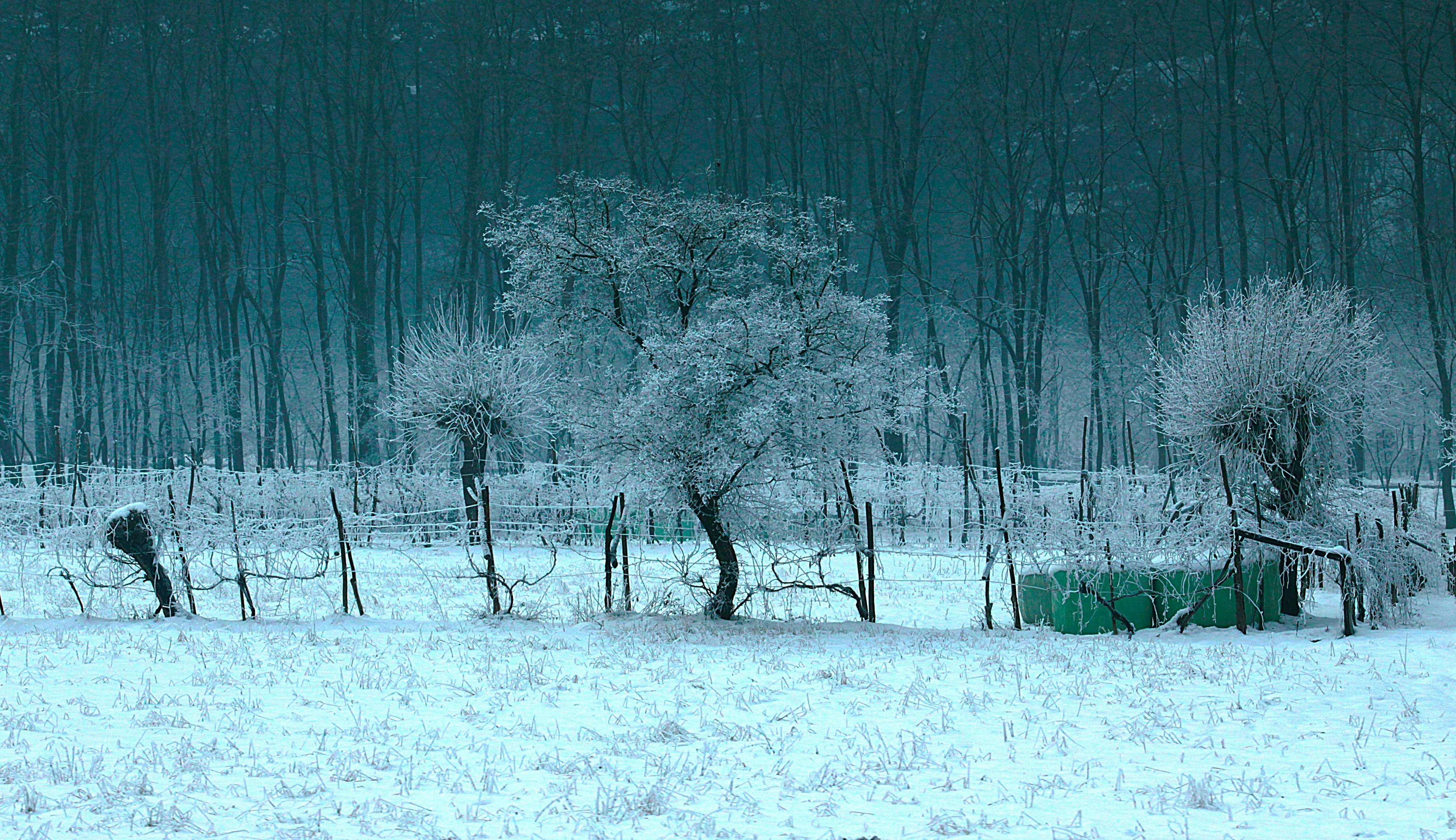 Snowy landscape with trees covered in frost.