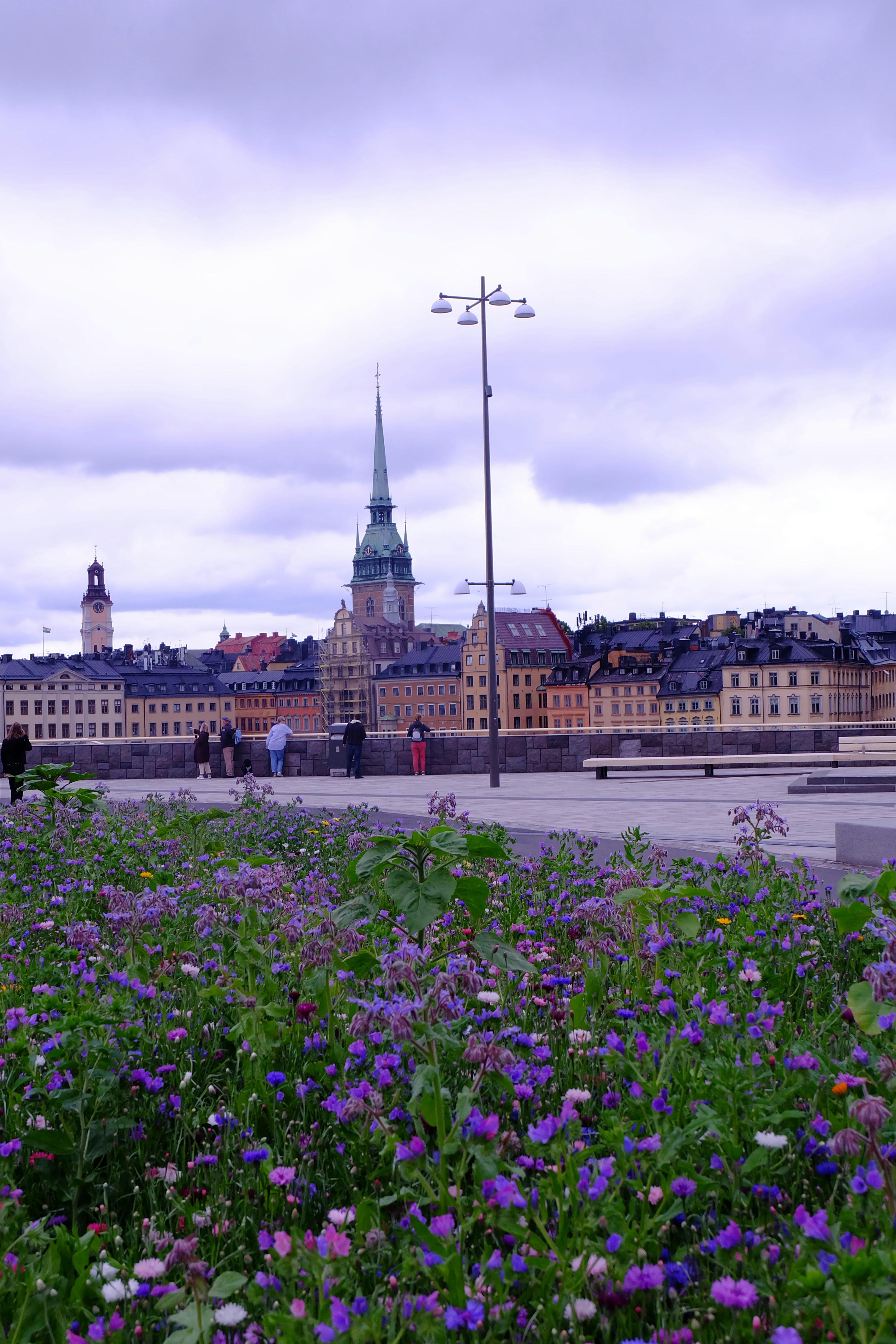 Cityfront in Bloom: A Violet Spread Before the Historic Spires