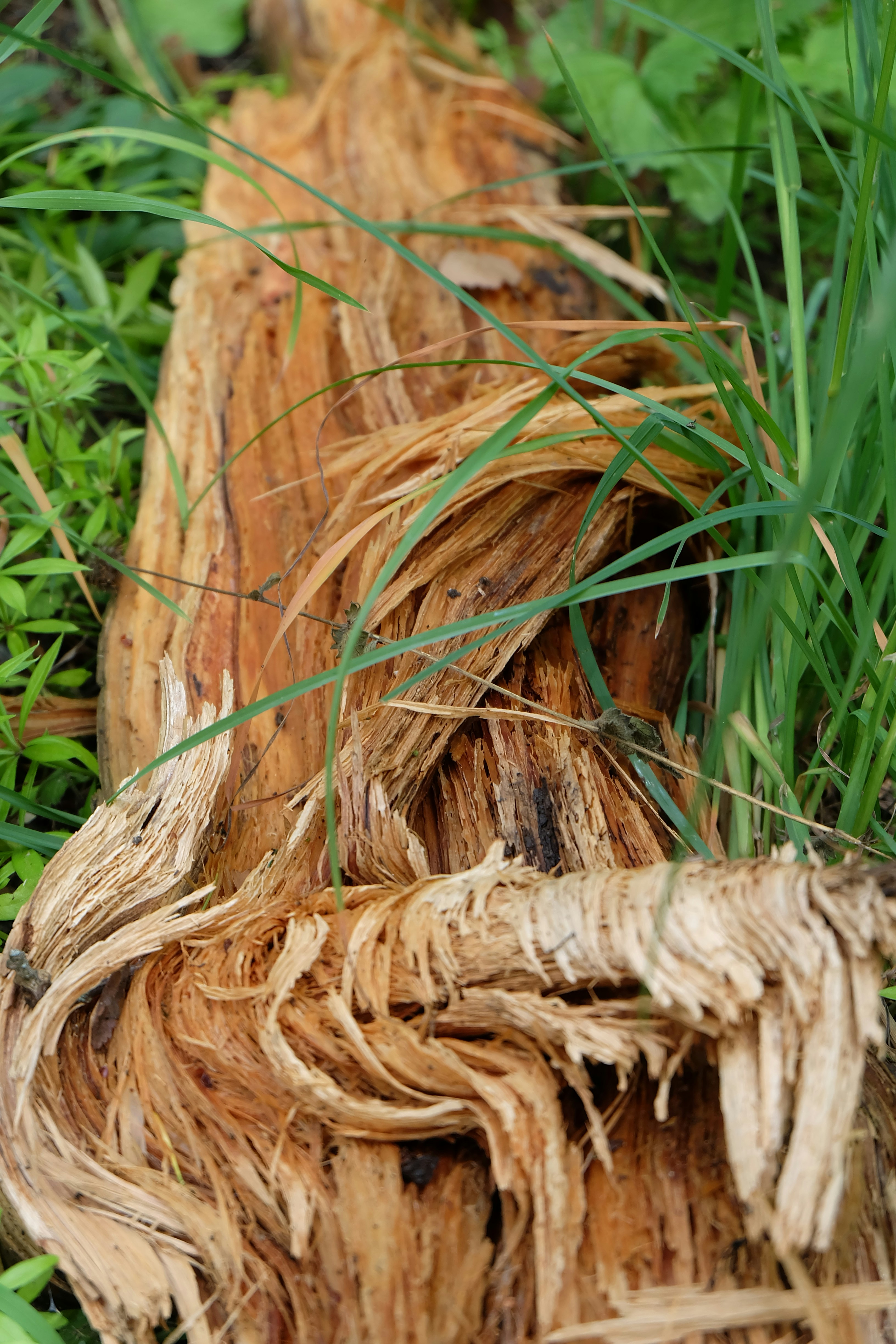 A piece of shredded wood lies on grass.
