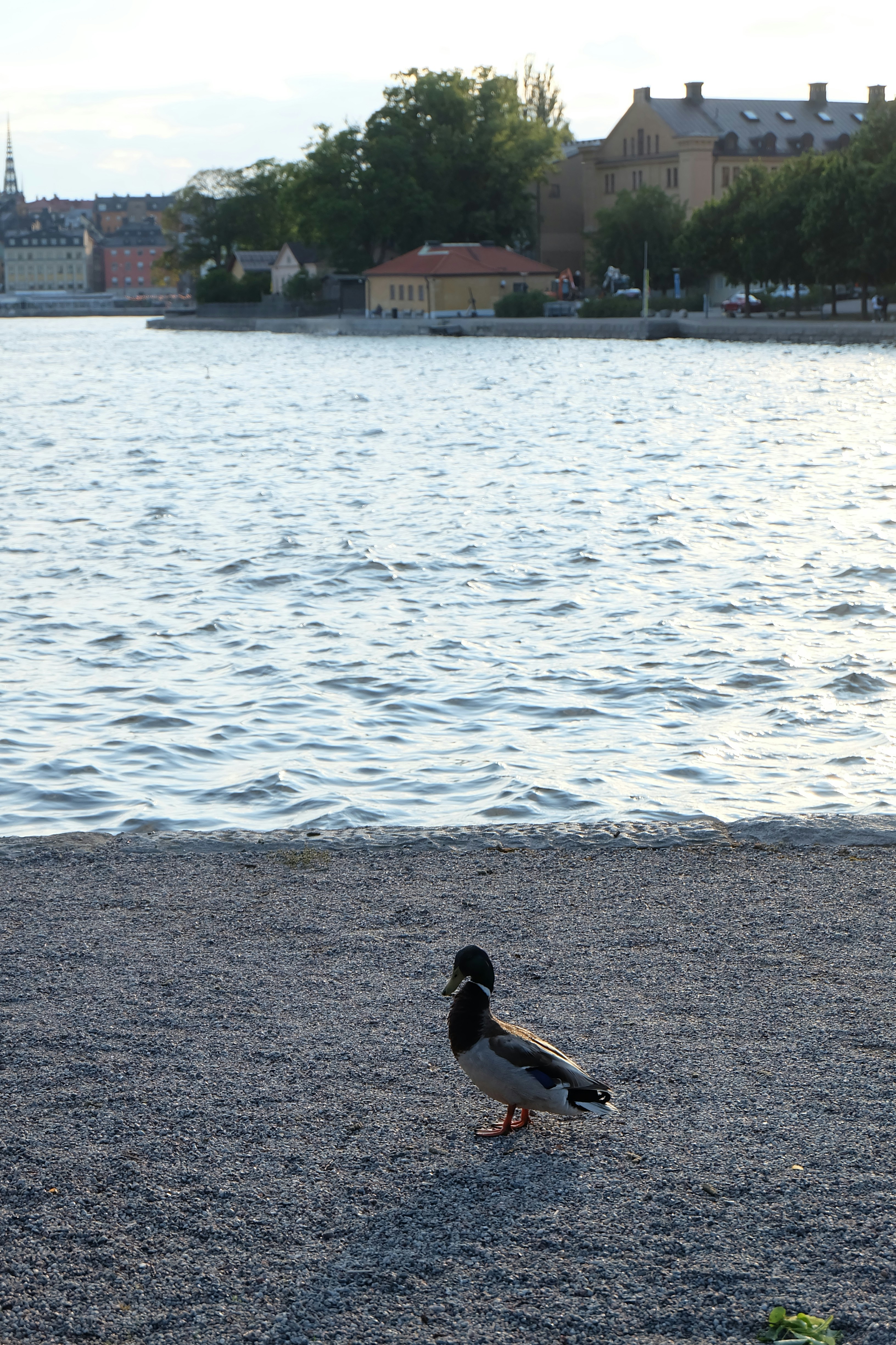 A solitary mallard duck stands on a pebbled shore, gazing out at the shimmering water under a soft evening light.
